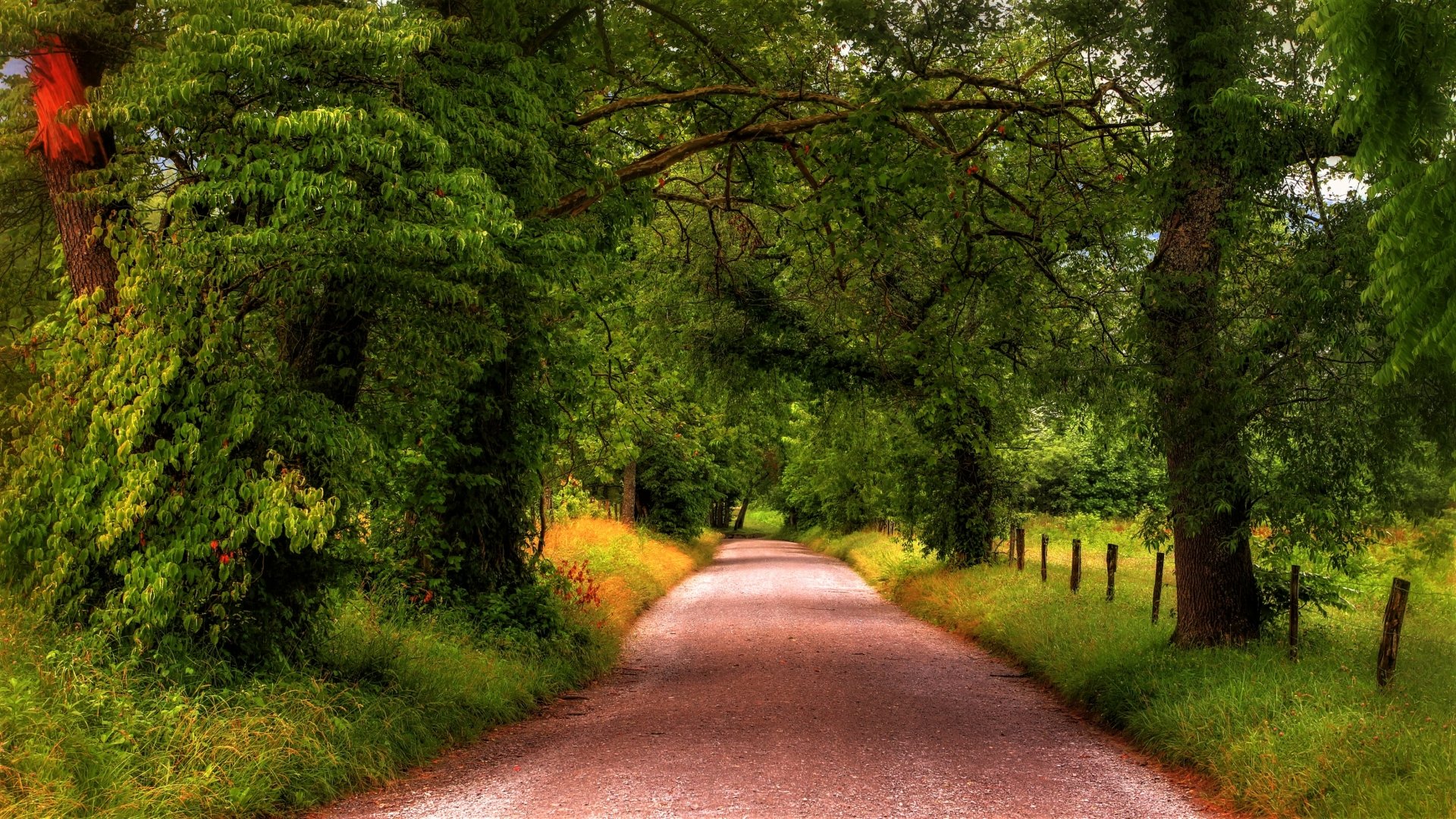 Serene Tree-Lined Green Dirt Road HD Wallpaper