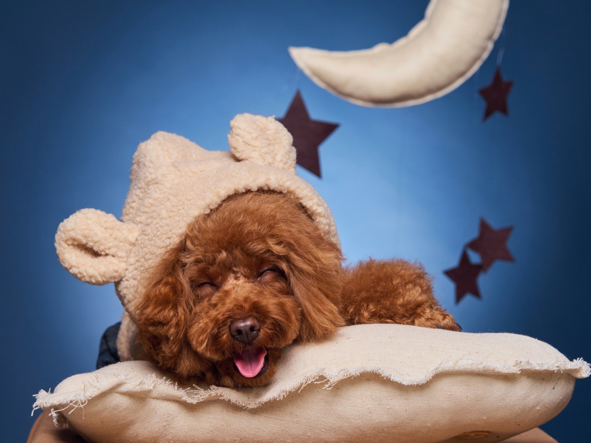 Cozy Poodle Dreaming Under Starry Night - HD Animal Wallpaper