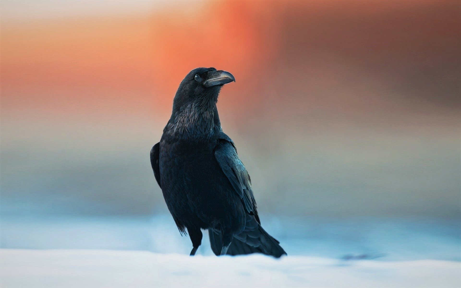 Winter Raven at Sunset – HD Snowy Wildlife Wallpaper
