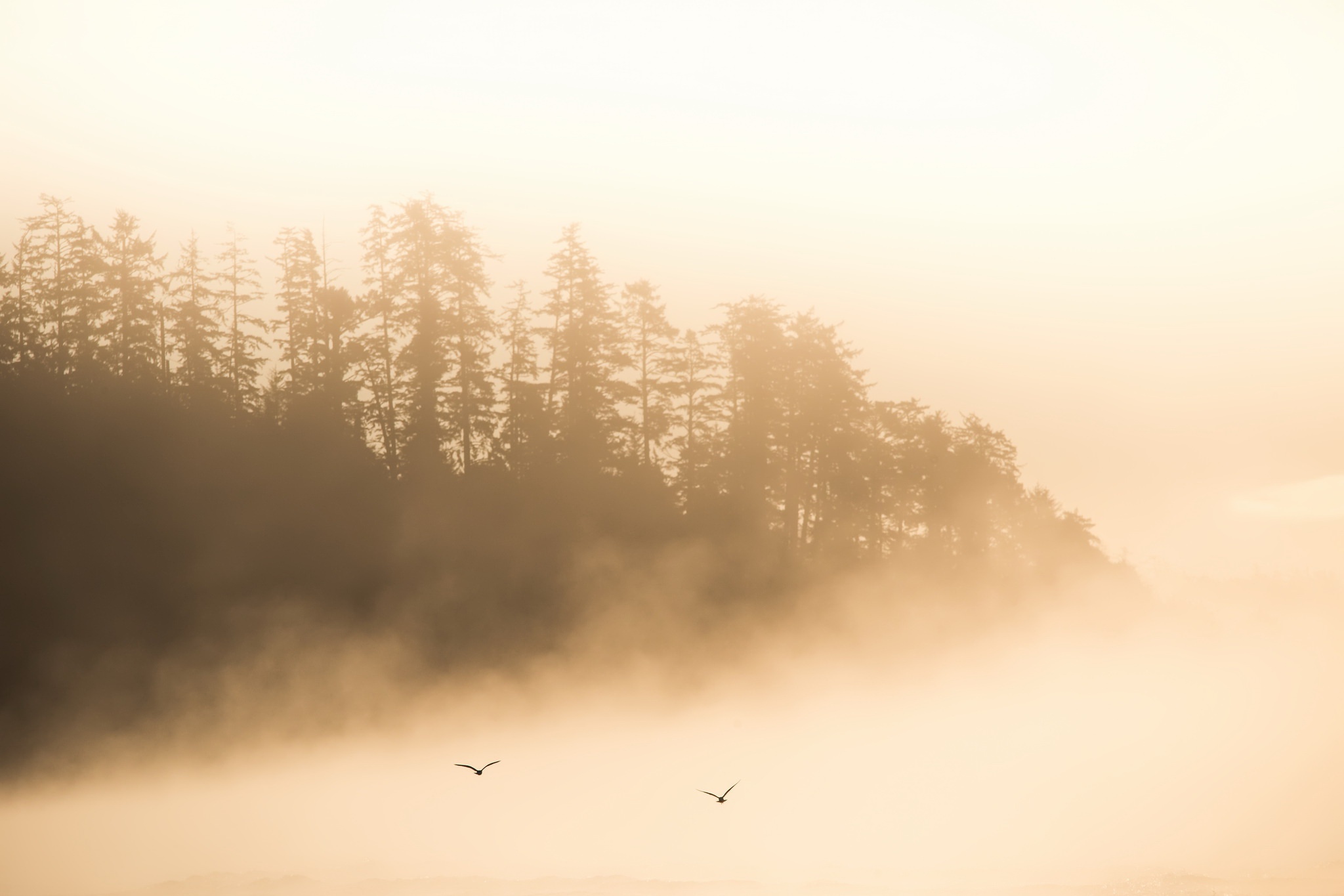 Download Tree Nature Fog HD Wallpaper