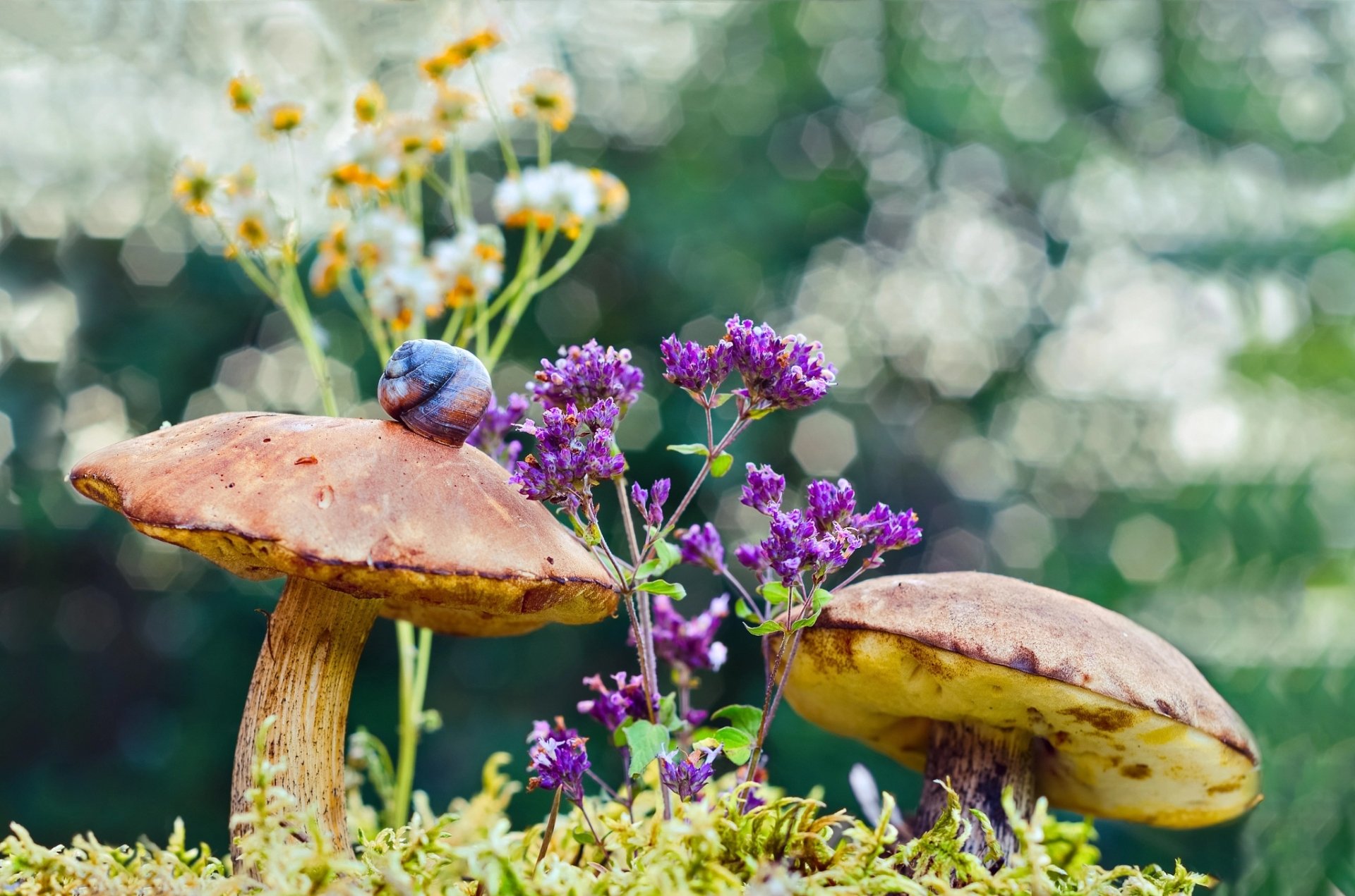 Download Flower Bokeh Macro Nature Mushroom HD Wallpaper