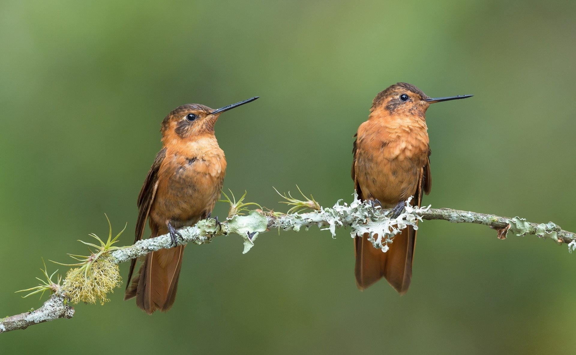 Glorious Hummingbirds HD – Stunning Animal Wallpaper