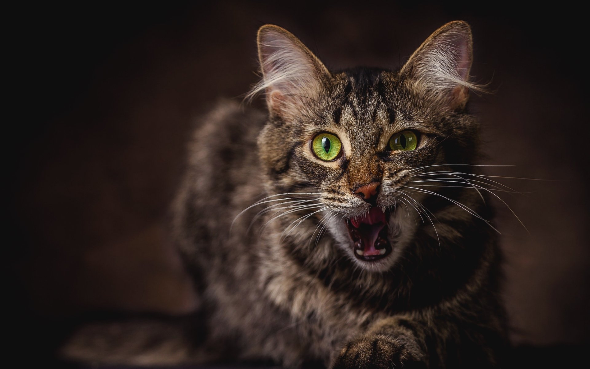 Intense Stare of a Majestic Cat - HD Animal Wallpaper