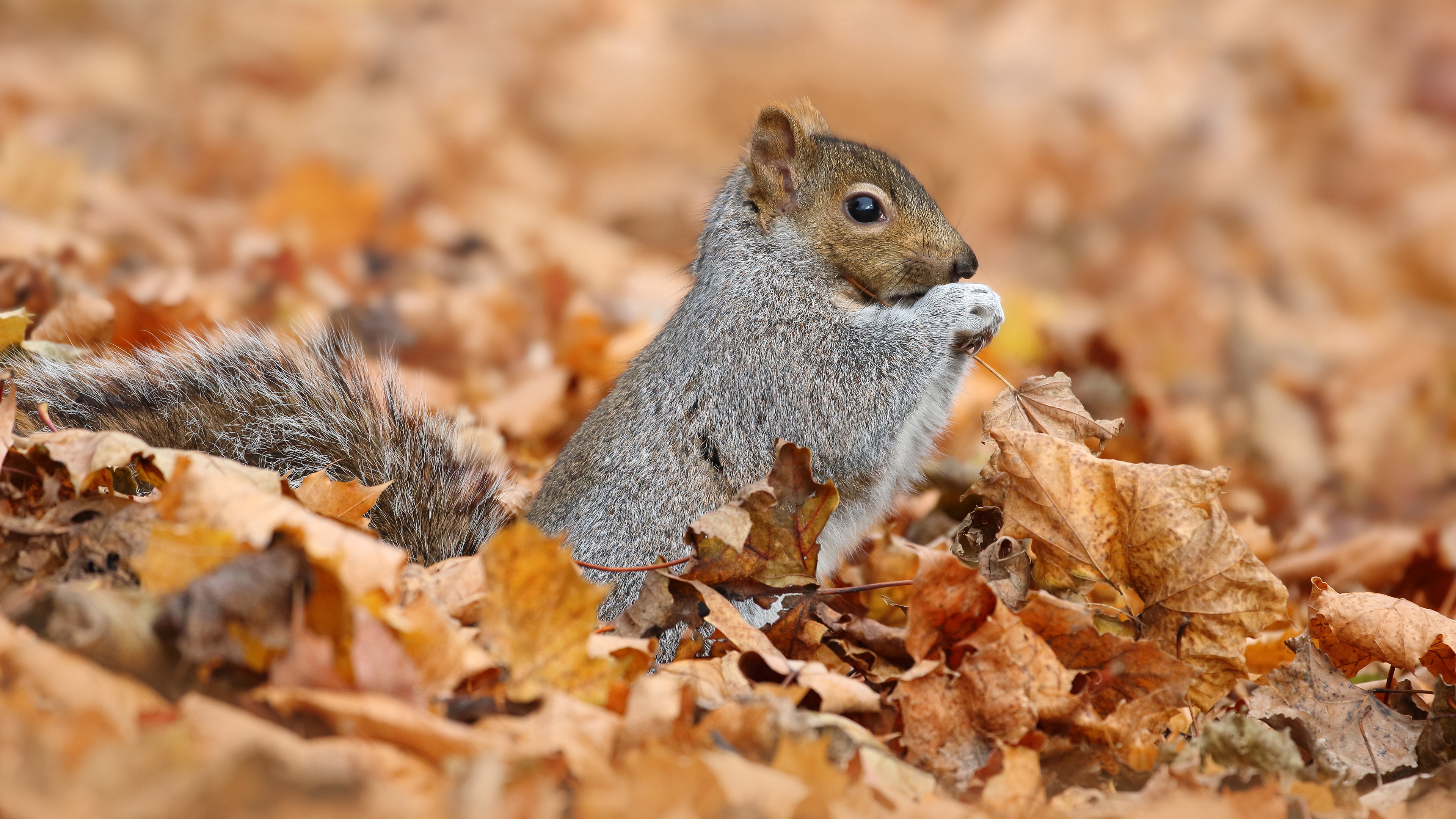 Download Fall Leaf Rodent Animal Squirrel 4k Ultra HD Wallpaper