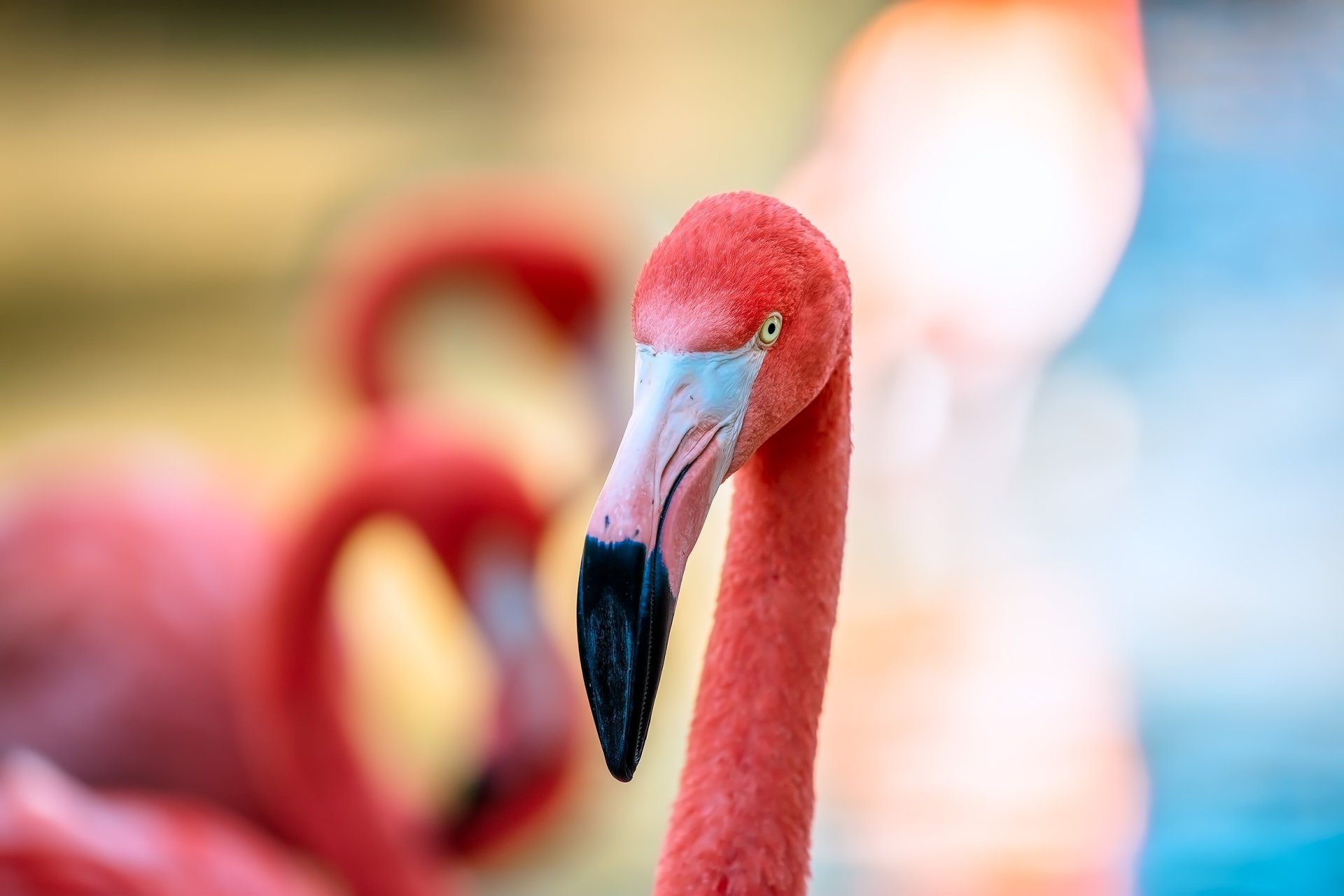 Download Depth Of Field Bird Animal Flamingo HD Wallpaper
