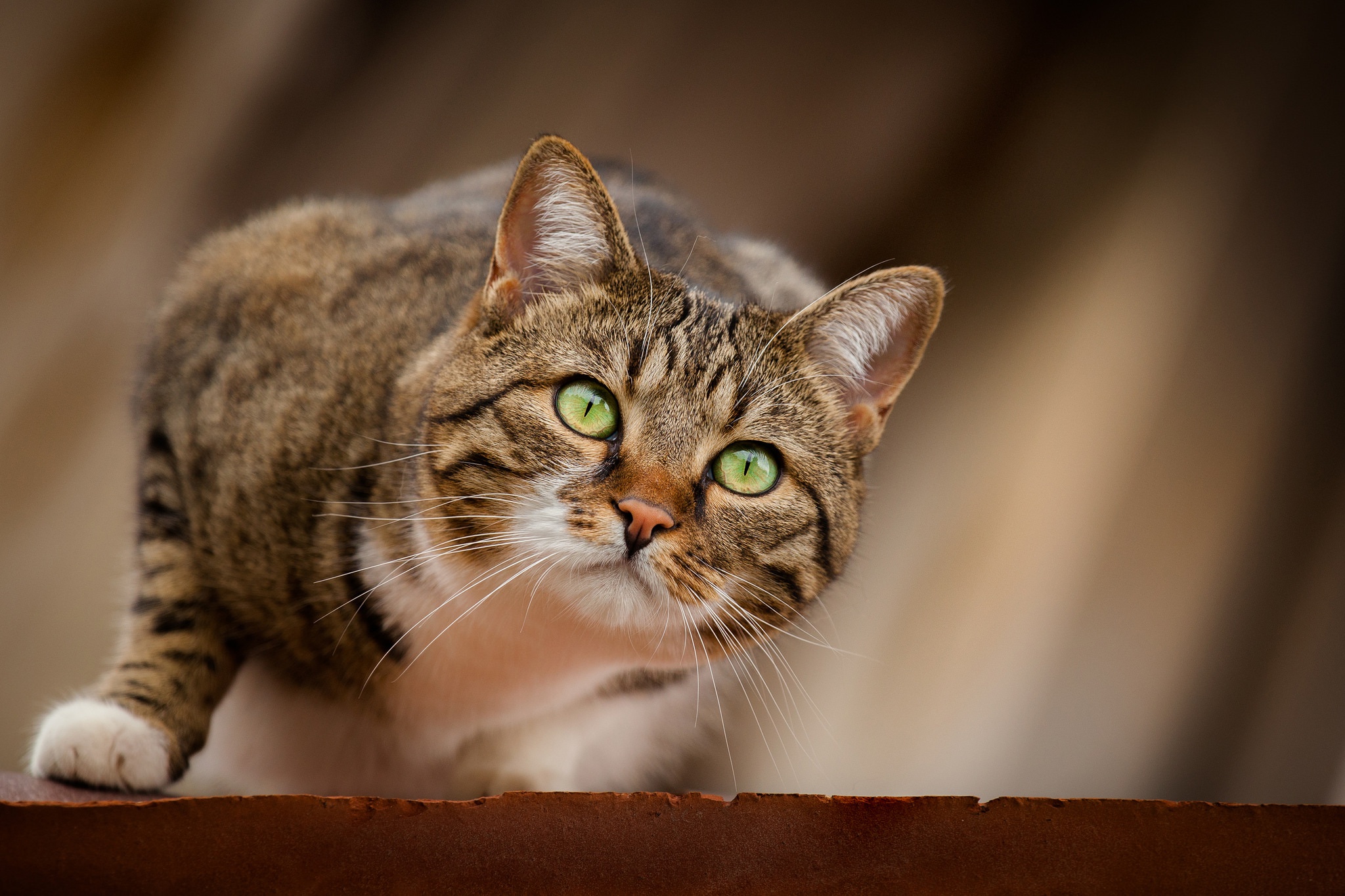 HD Cat Stare: Mesmerizing Animal Gaze Wallpaper