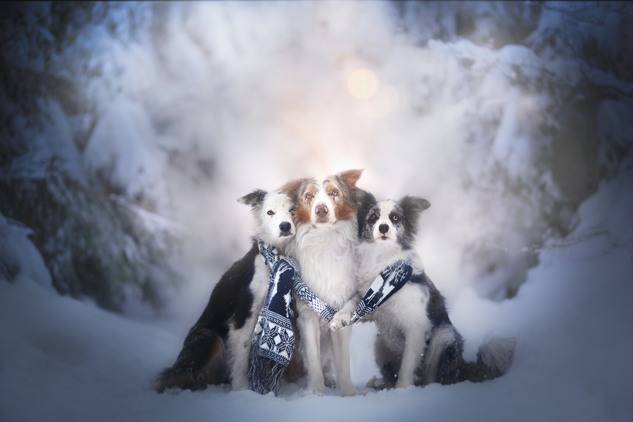 Winter Wonderland: Border Collies Wrapped in Cozy Scarves Amid Soft ...