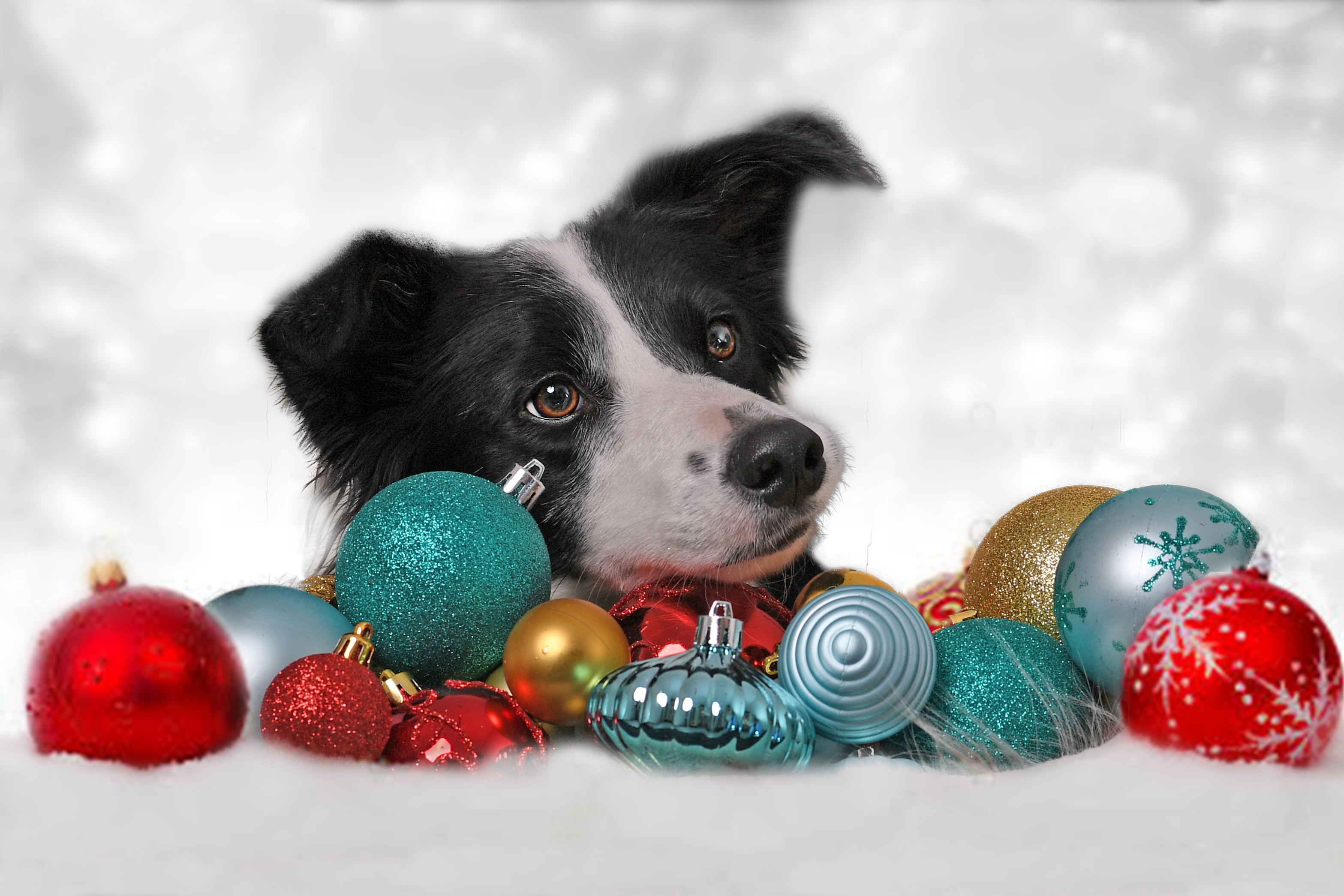 Collie Puppy Desktop Wallpaper Christmas