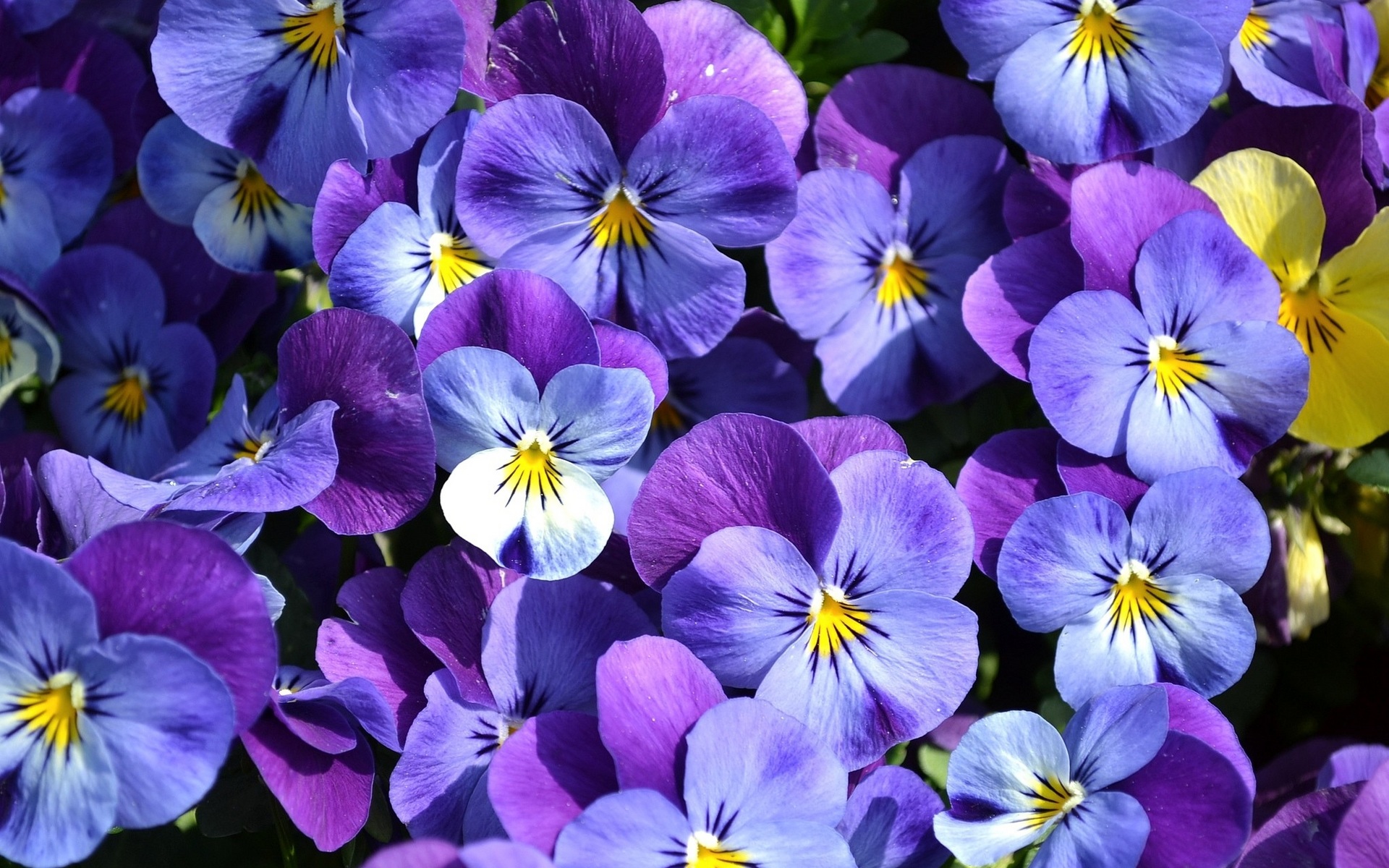 Pansy HD Wallpaper