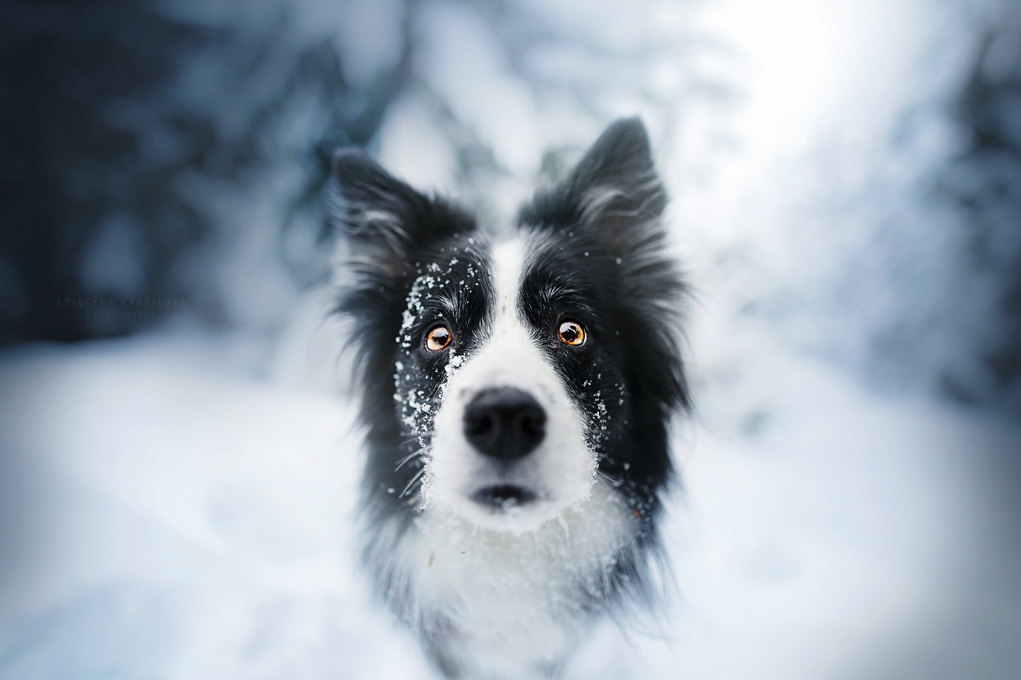 Download Depth Of Field Dog Animal Border Collie HD Wallpaper