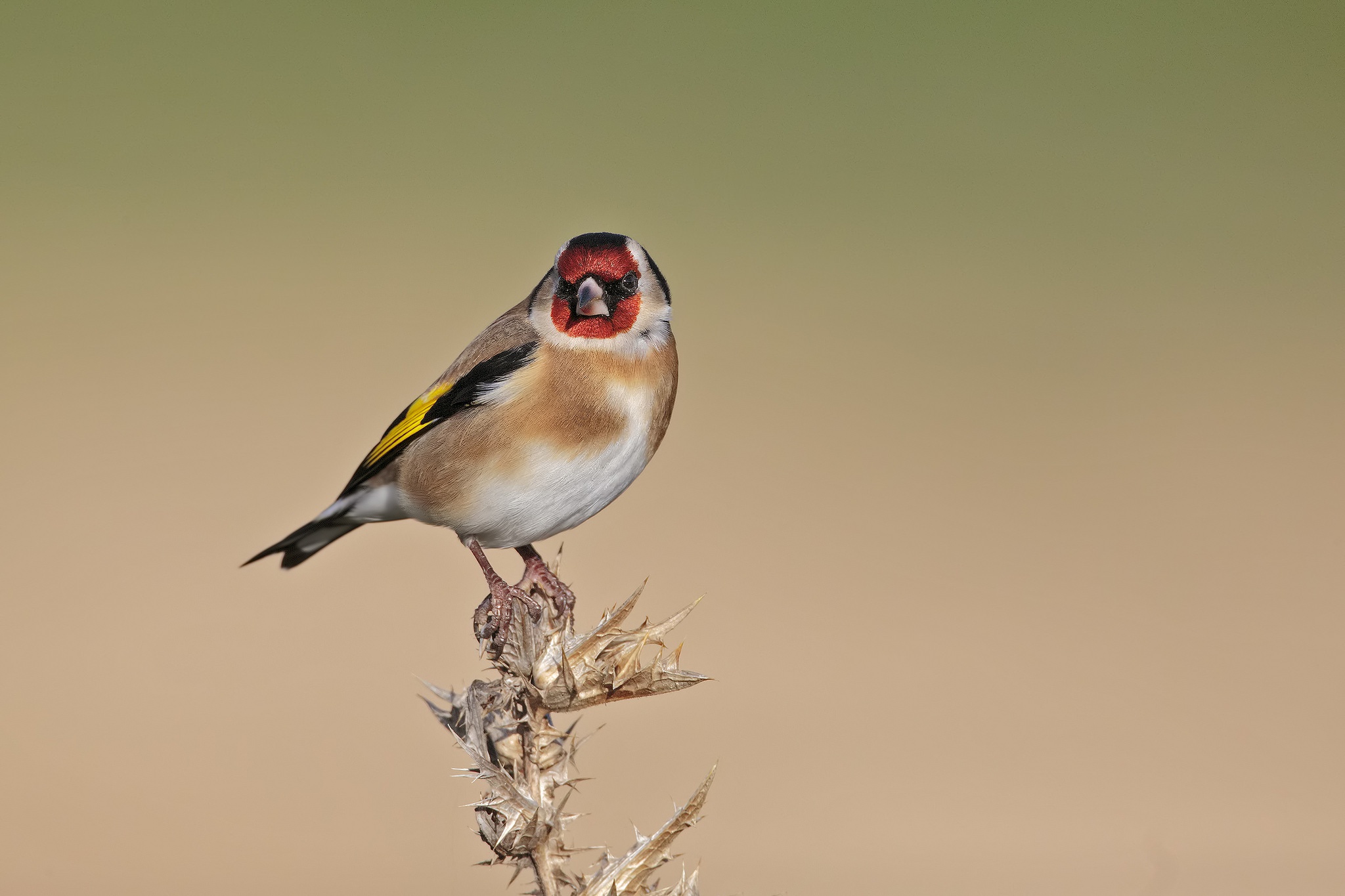 Goldfinch HD Wallpaper