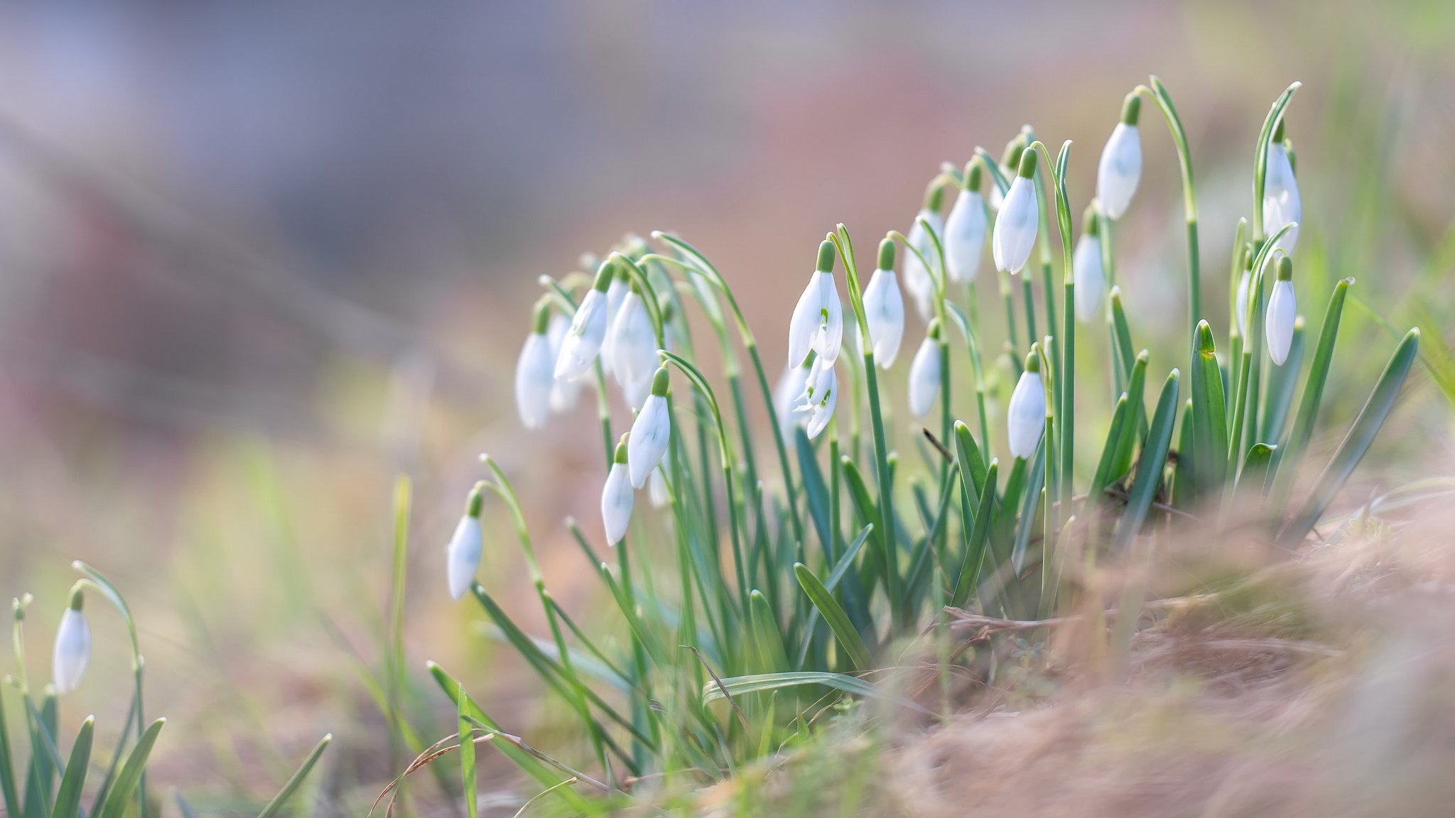 Snowdrop HD Wallpaper