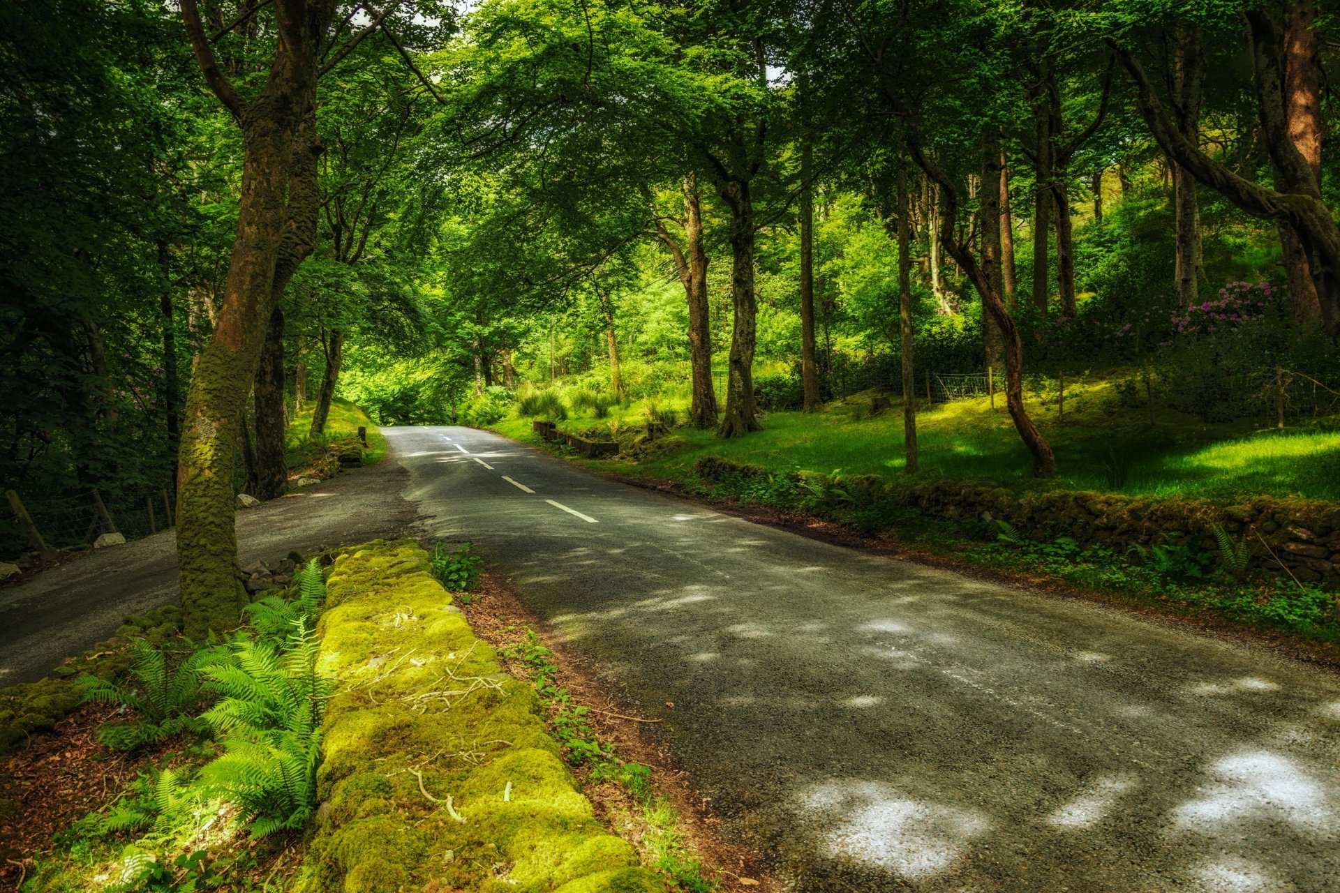 Download Greenery Nature Tree Man Made Road HD Wallpaper