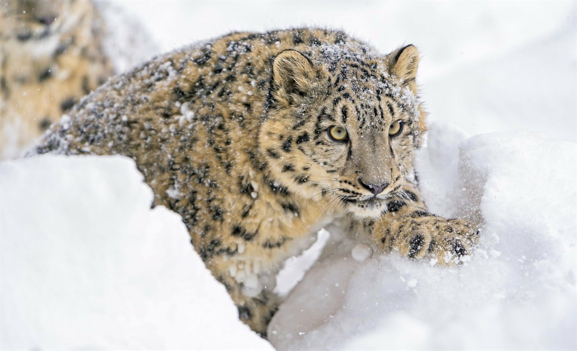 Winter Snow Leopard HD Wallpaper