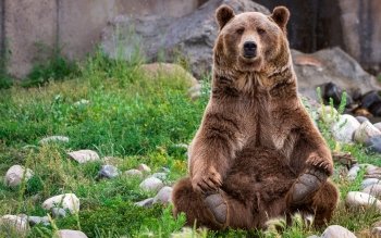 Download Bear Animal PFP