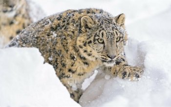 Snow Leopard Pfp