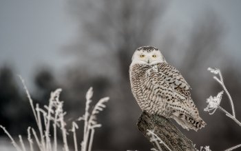Snowy Owl Pfp