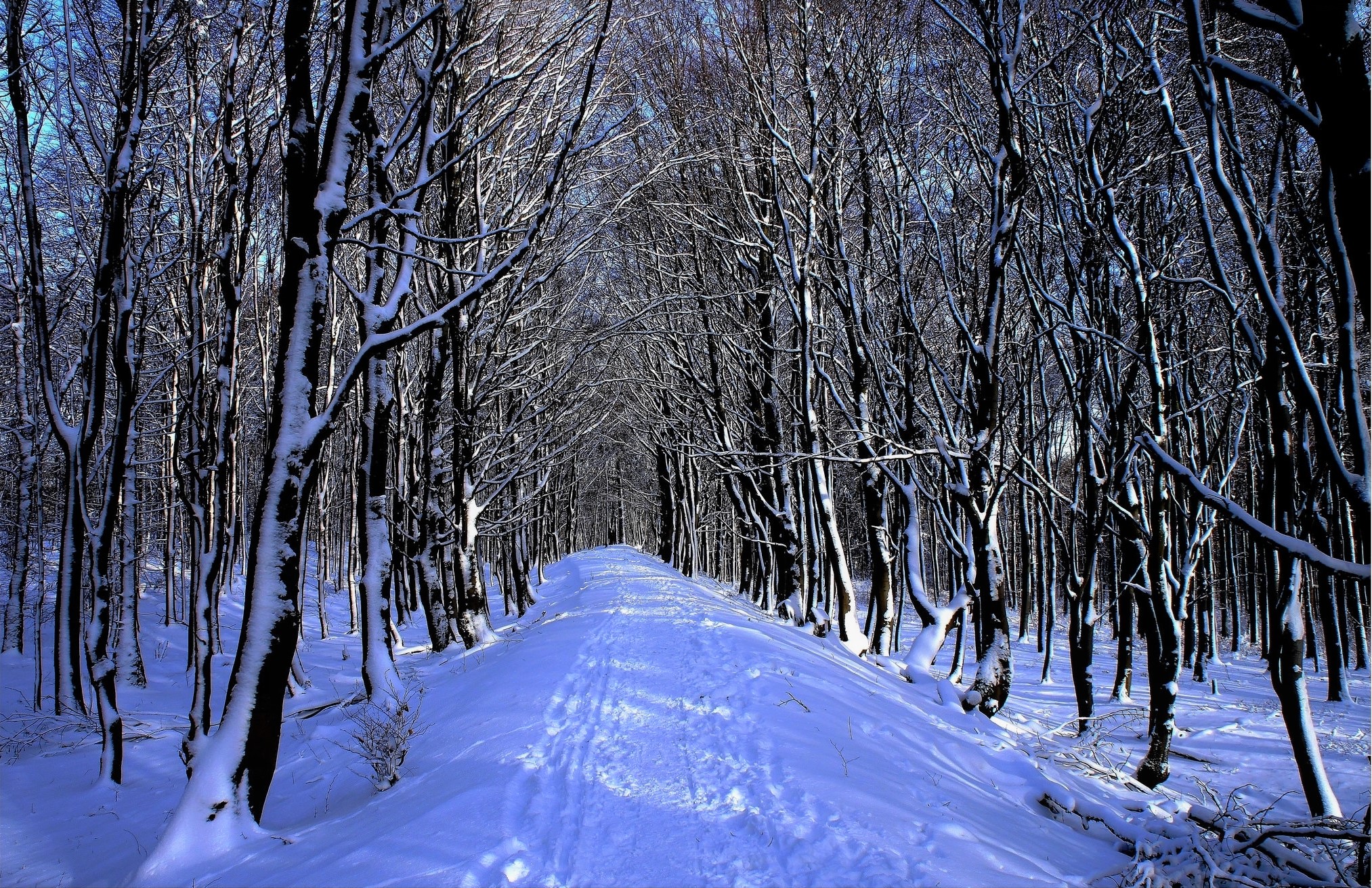 Download Path Snow Nature Winter HD Wallpaper
