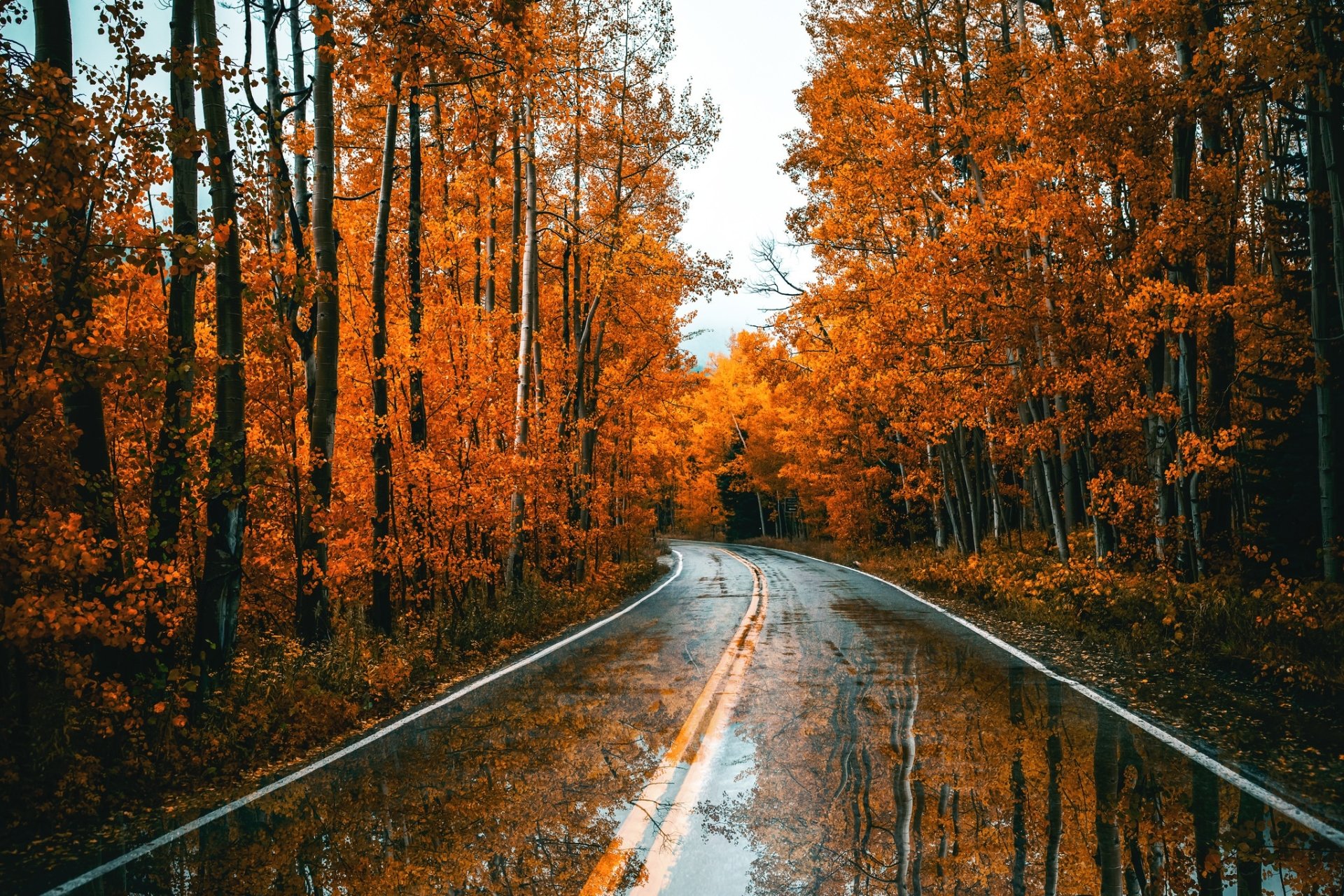 Autumn Forest Road Reflection HD Wallpaper