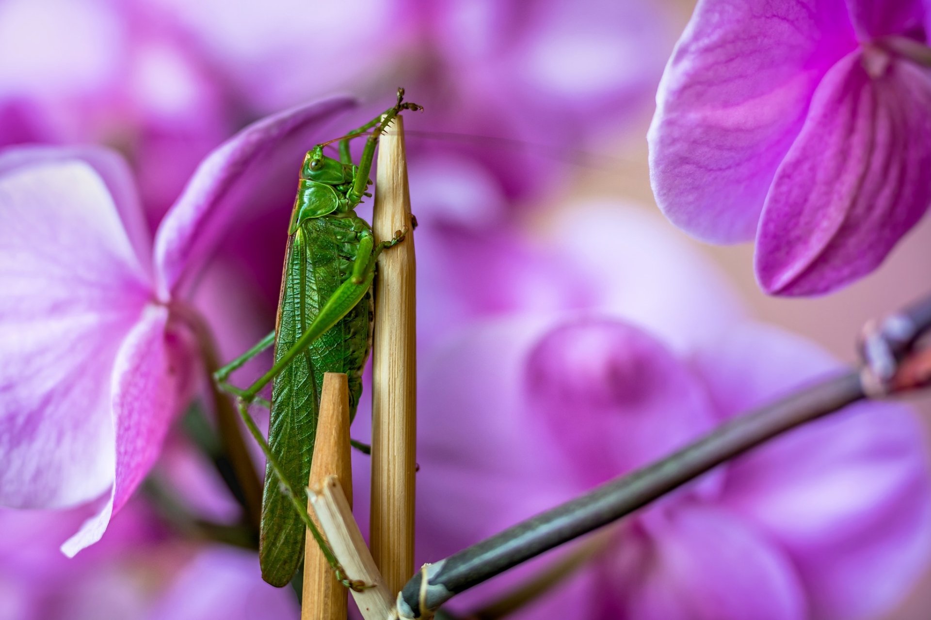 Download Macro Insect Animal Grasshopper HD Wallpaper