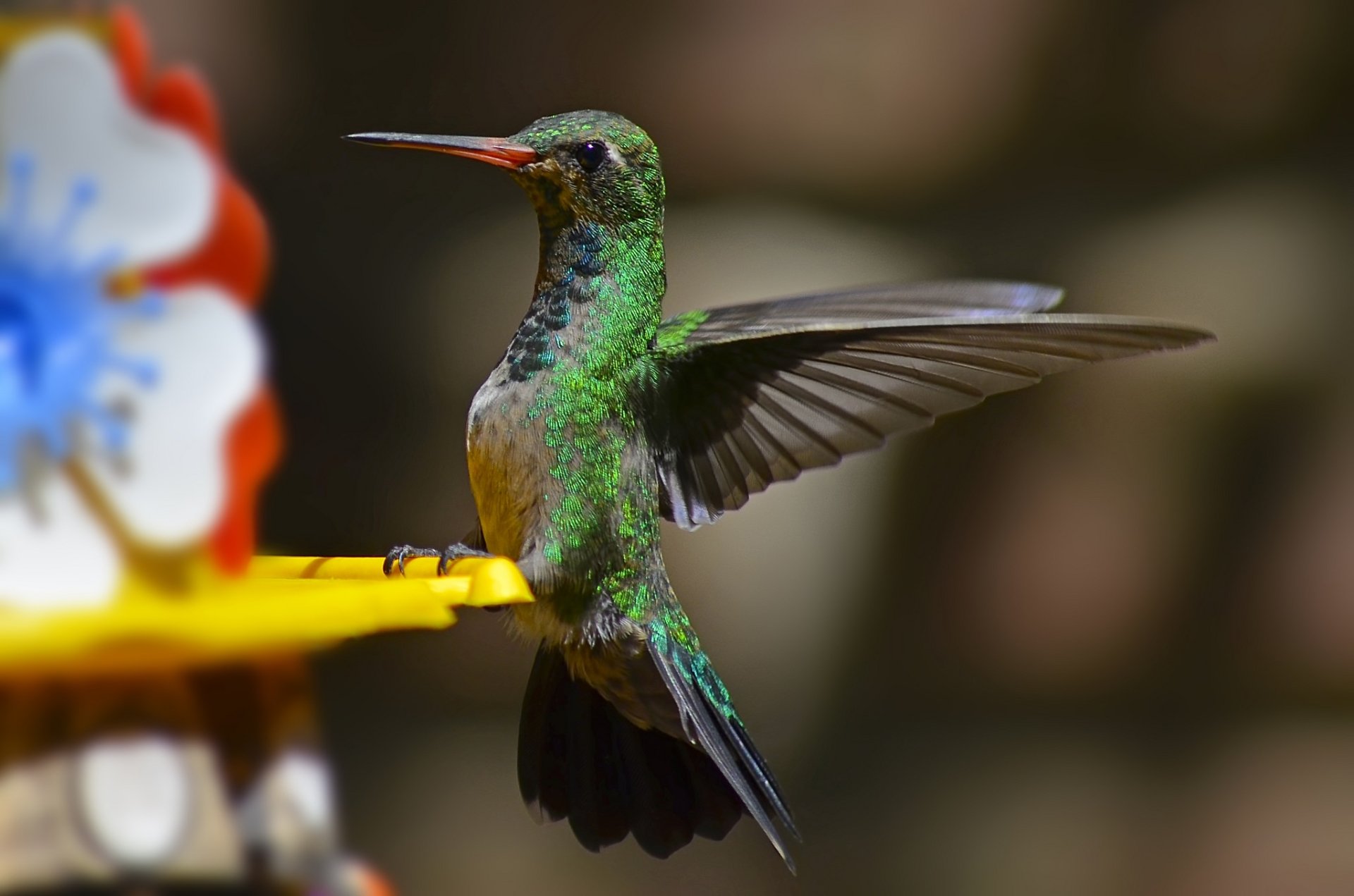 Vibrant Hummingbird in Flight – Stunning HD Animal Wallpaper