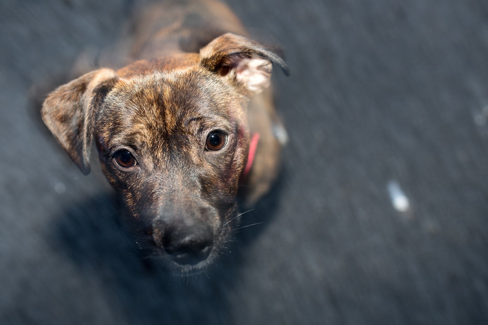 Download Baby Animal Muzzle Dog Animal Puppy HD Wallpaper