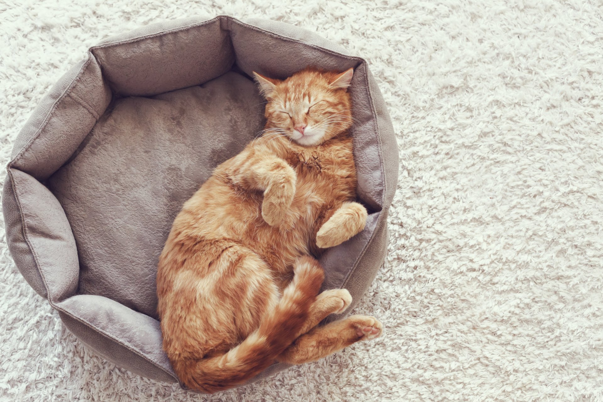 5K Ultra HD Wallpaper — Cozy Sleeping Ginger Cat | 5616x3744 ...