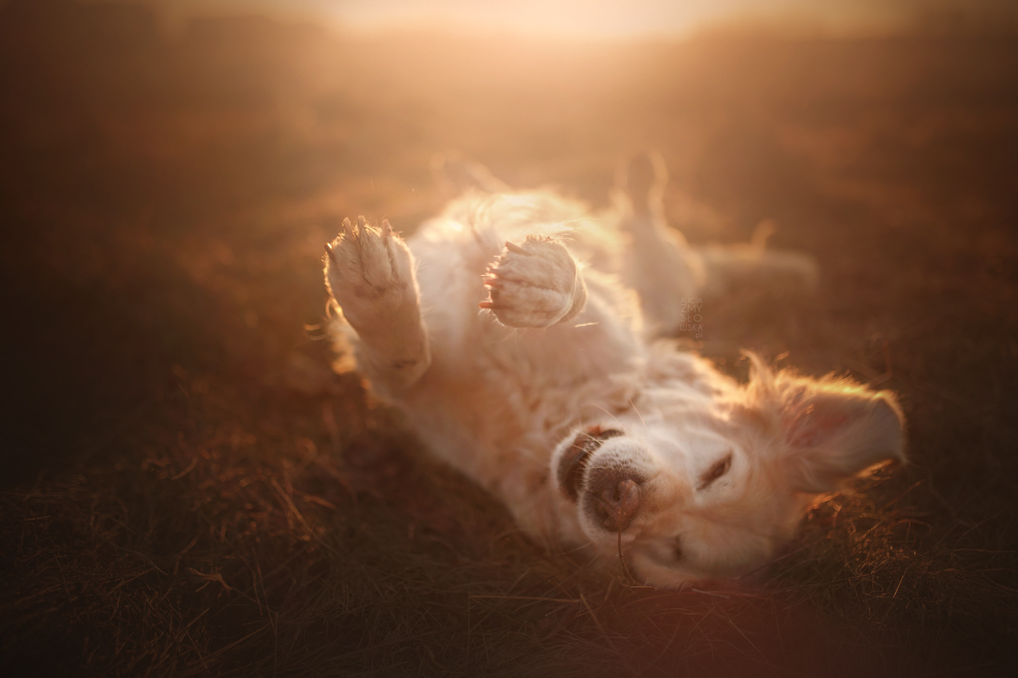 Download Sunny Dog Animal Golden Retriever HD Wallpaper