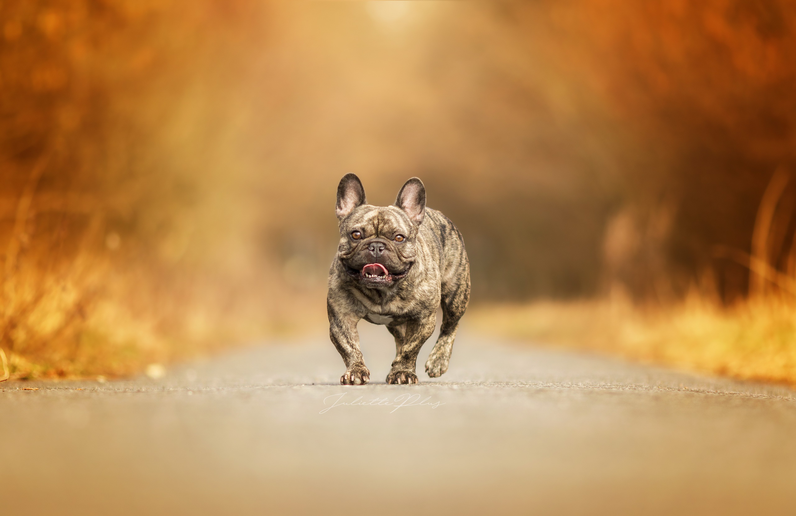 Download Depth Of Field Dog Animal French Bulldog HD Wallpaper