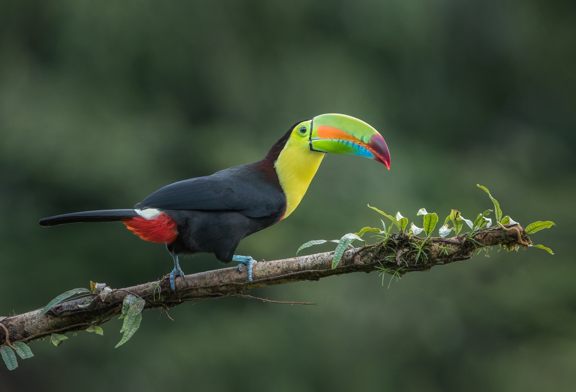 Vibrant Toucan HD: Stunning Wildlife Bird Wallpaper | 2500x1699 ...