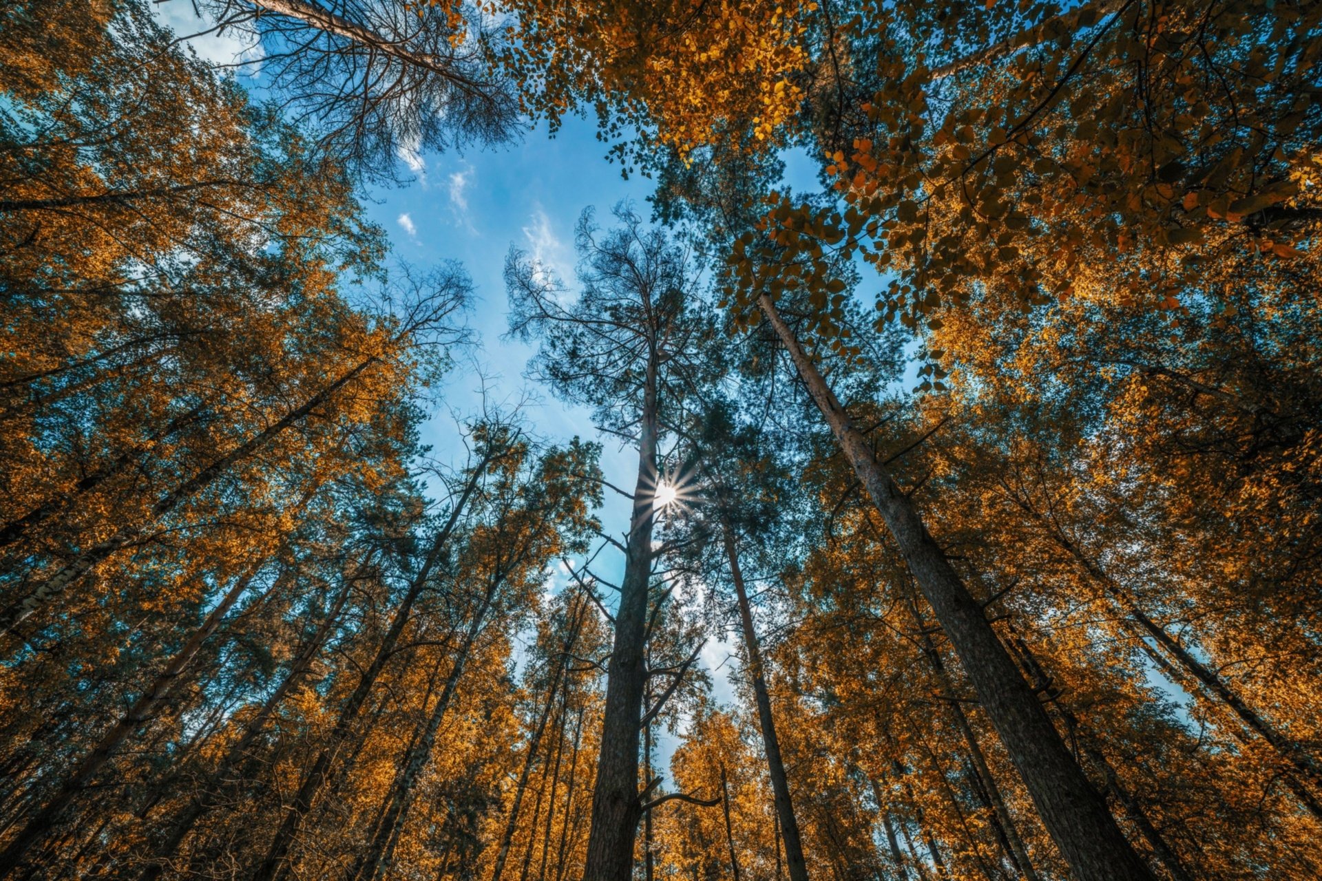 Download Fall Treetops Tree Nature Forest HD Wallpaper