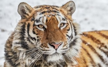 Download Tiger Animal PFP