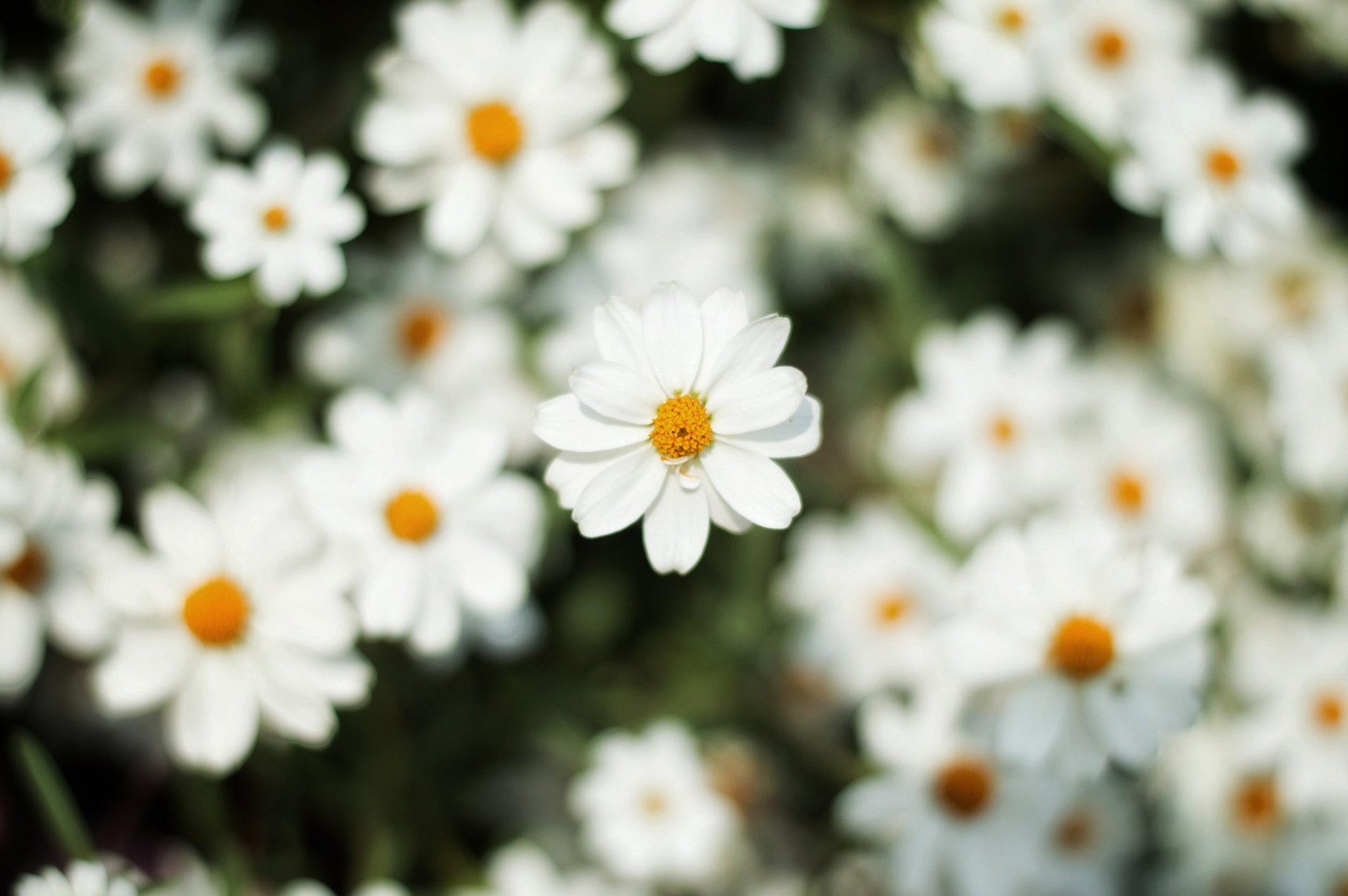 4K Ultra HD White Daisy Bloom – Stunning Nature Wallpaper