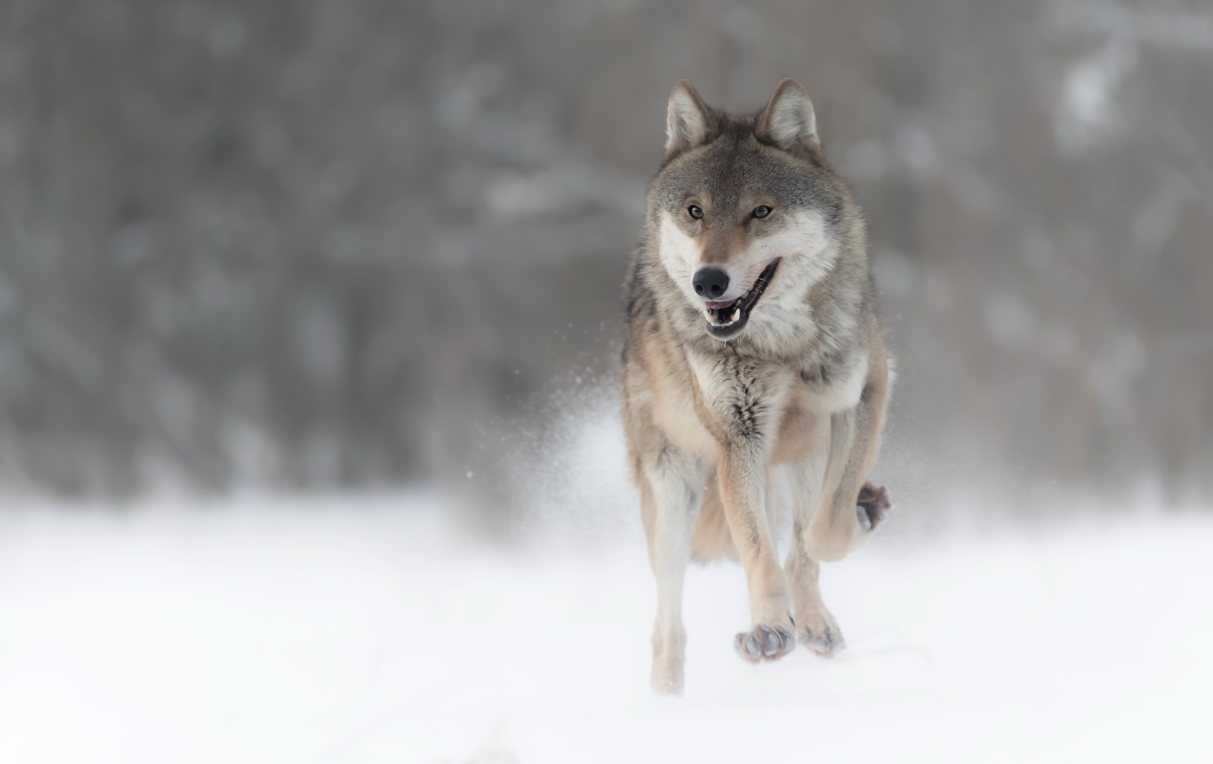 Wildlife Wolf Running Wallpaper HD Wallpaper: Wolf Howling, Winter,