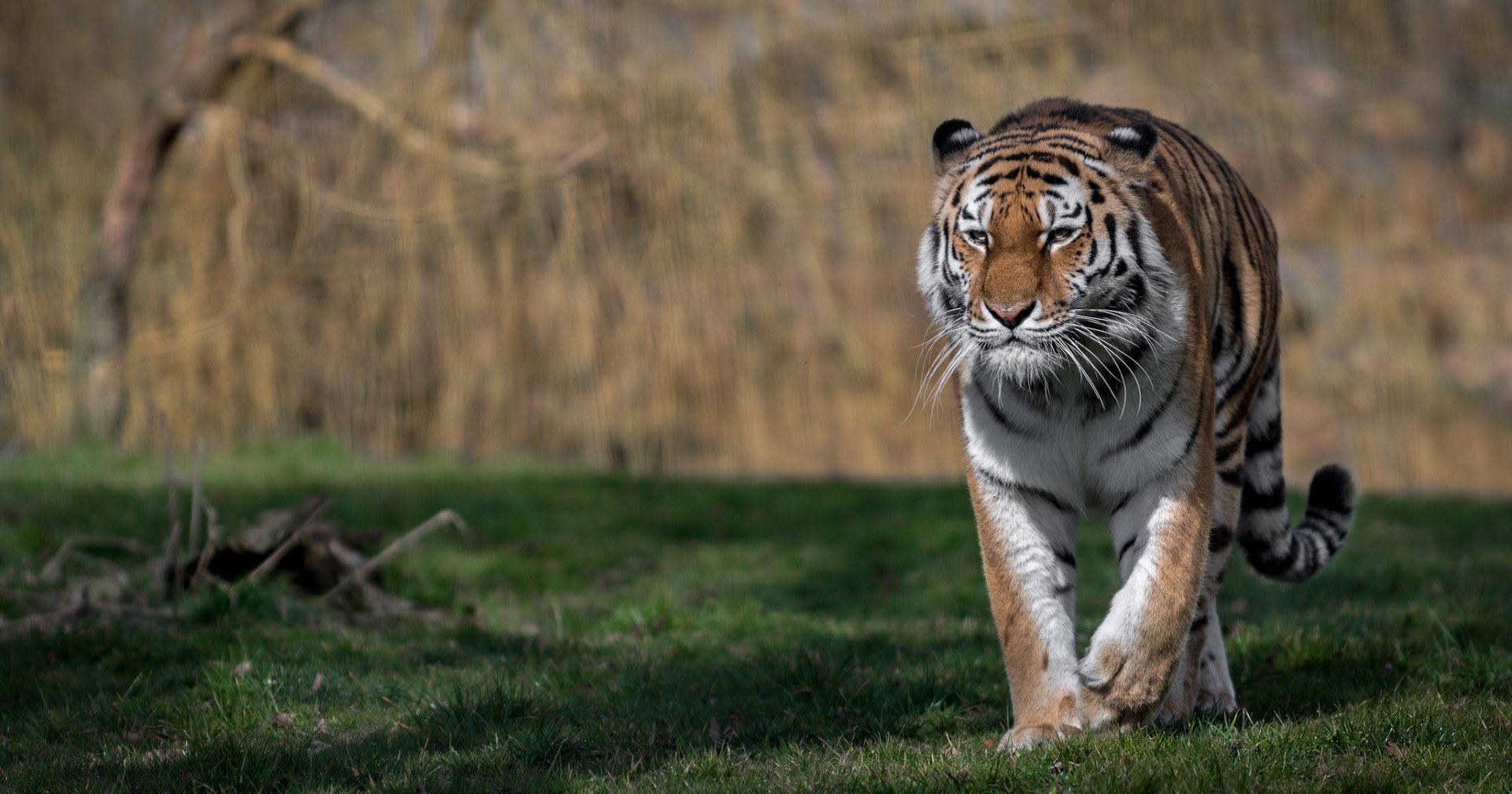 Majestic Tiger in Sharp Depth of Field – HD Wildlife Wallpaper