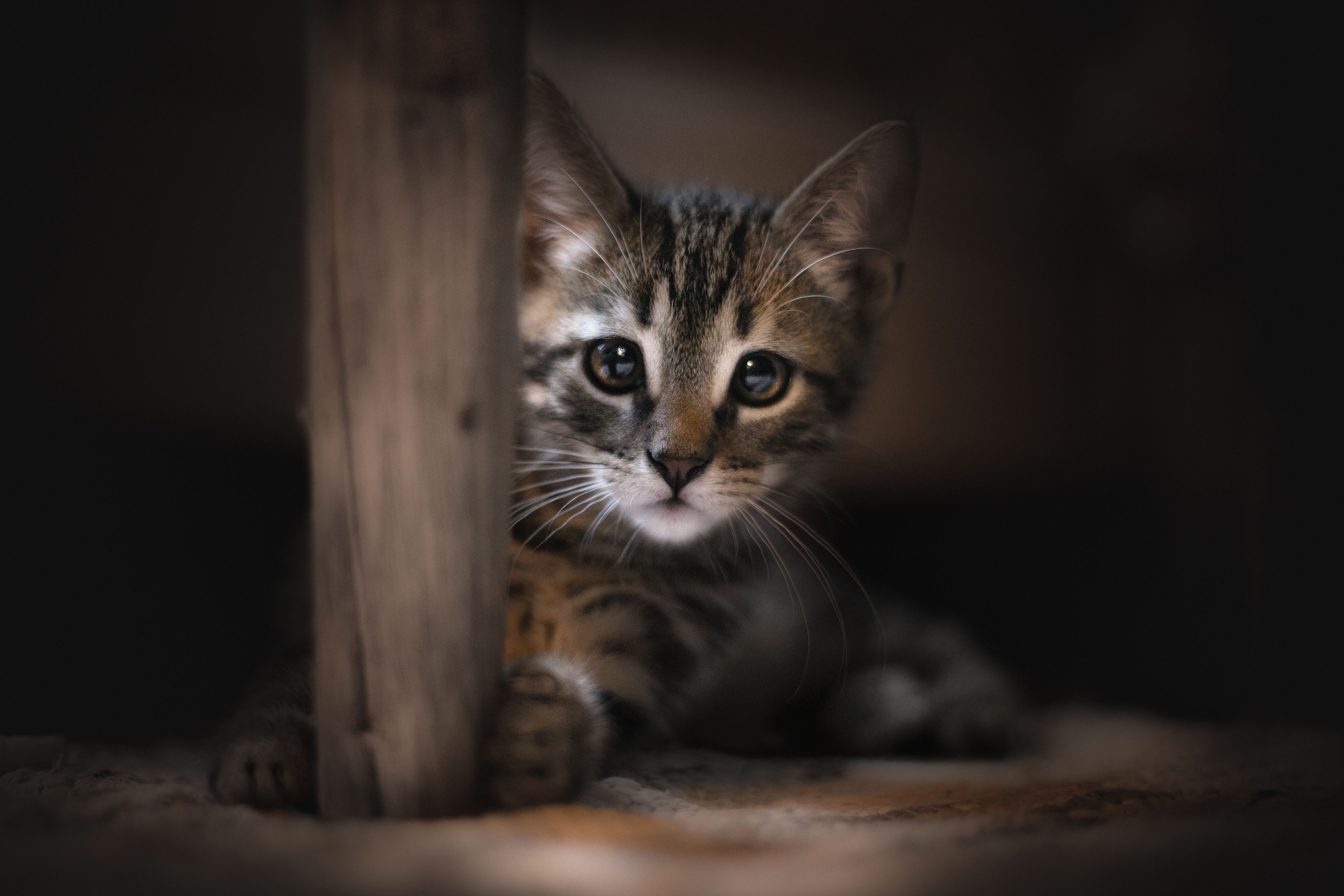 Curious Kitten Stare – HD Baby Cat Wallpaper