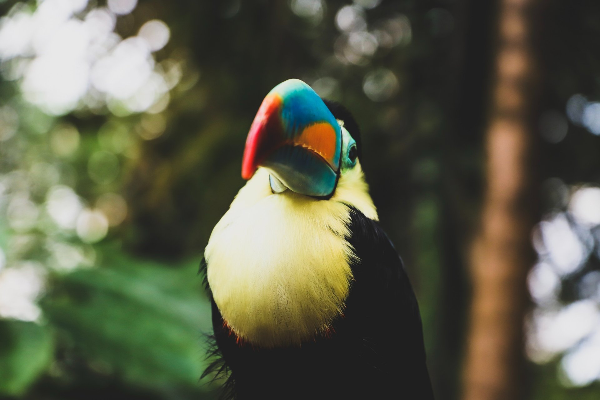 Toucan 4k Ultra HD Wallpaper