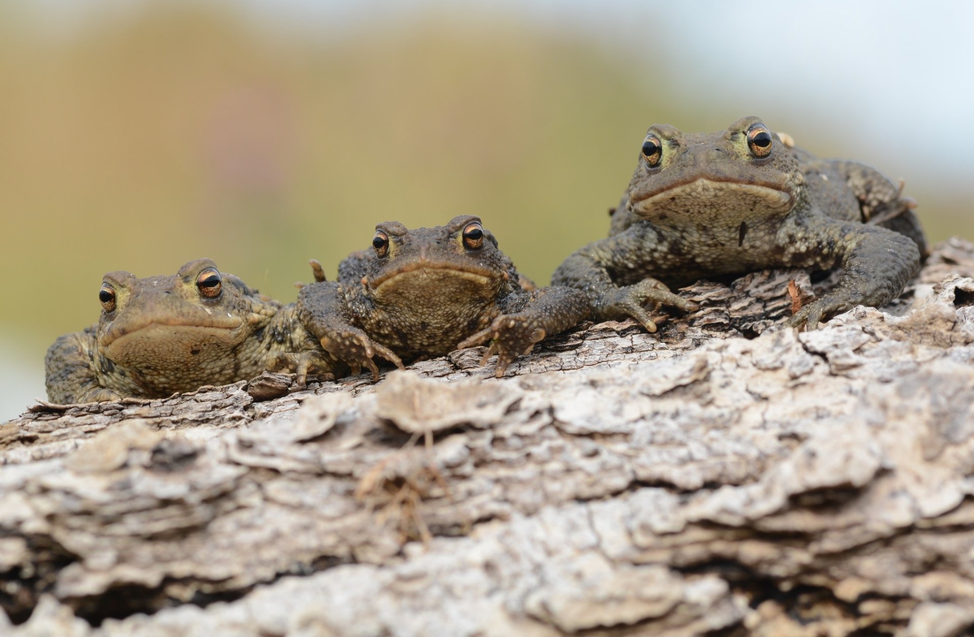 Download Animal Toad HD Wallpaper