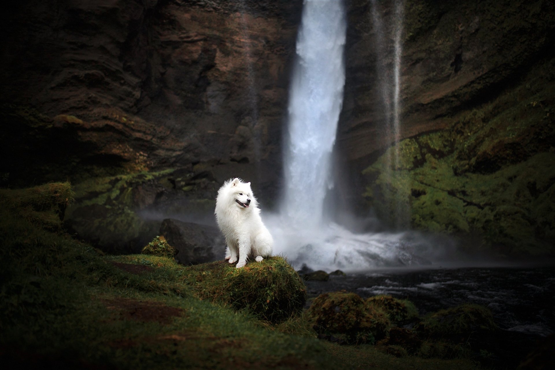 Majestic Samoyed by the Serene Waterfall – HD Animal Wallpaper