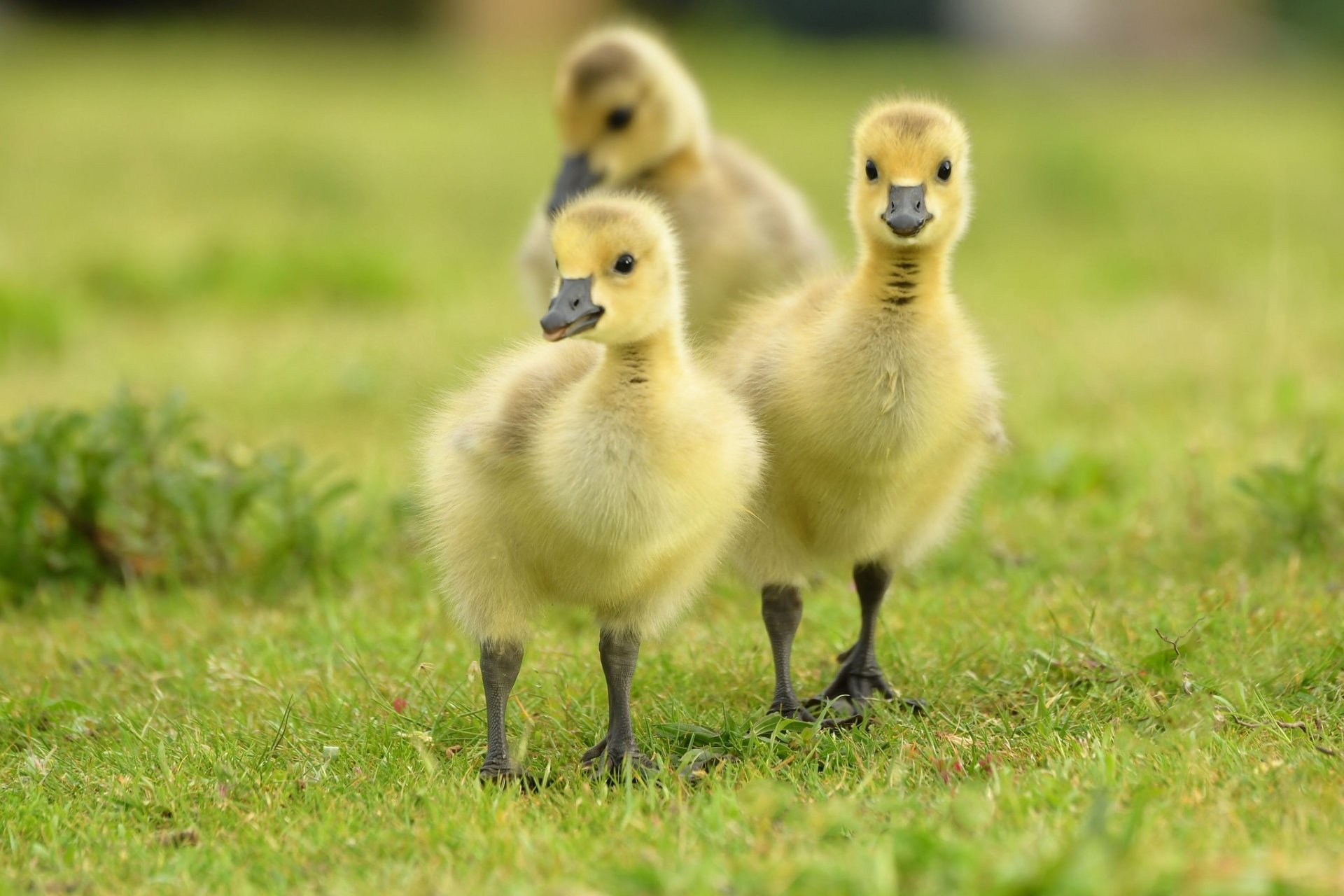 Download Duckling Bird Baby Animal Animal Duck HD Wallpaper