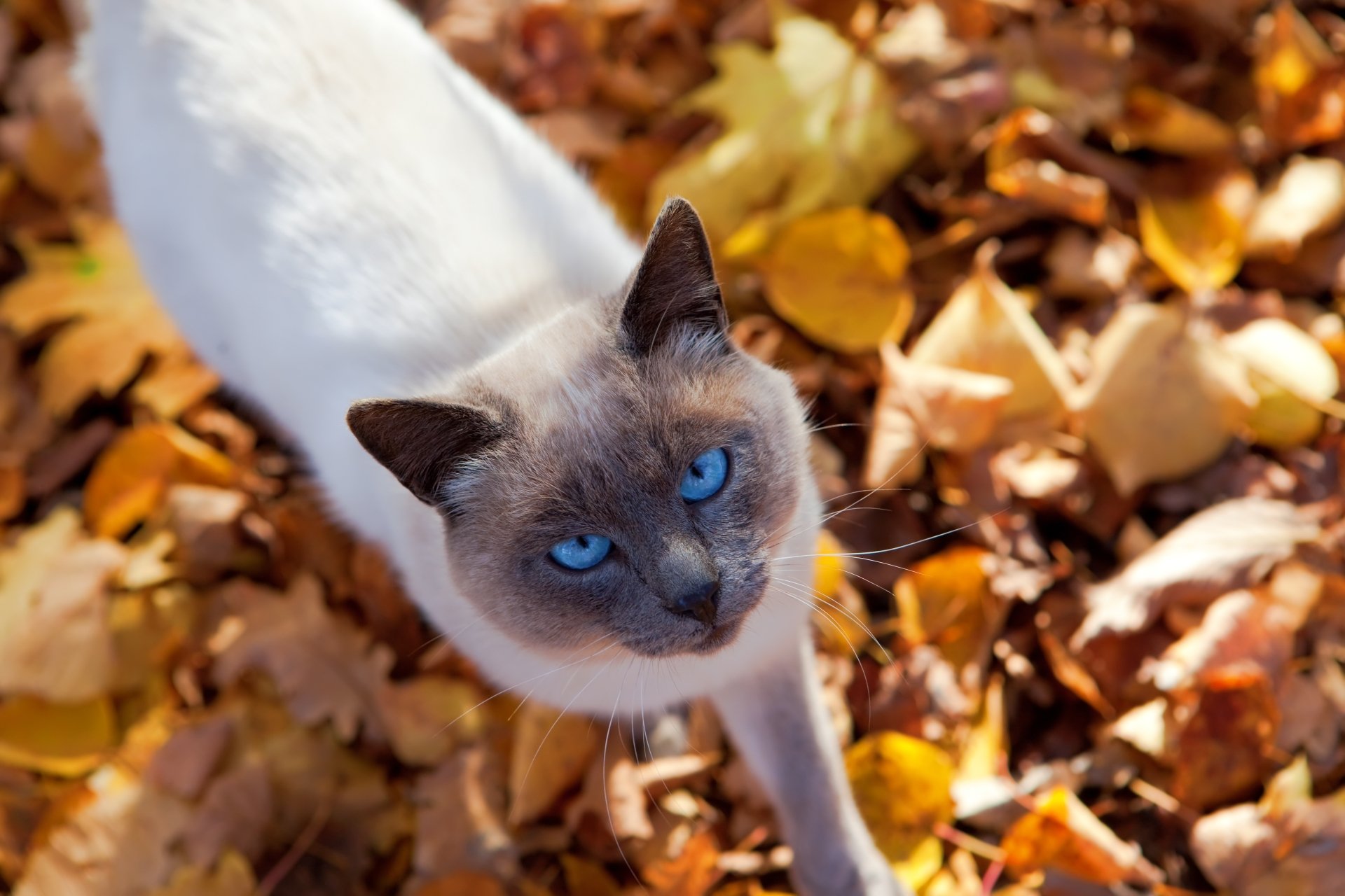 Download Stare Animal Cat 4k Ultra HD Wallpaper | 5100x3400 | Wallpaper ...