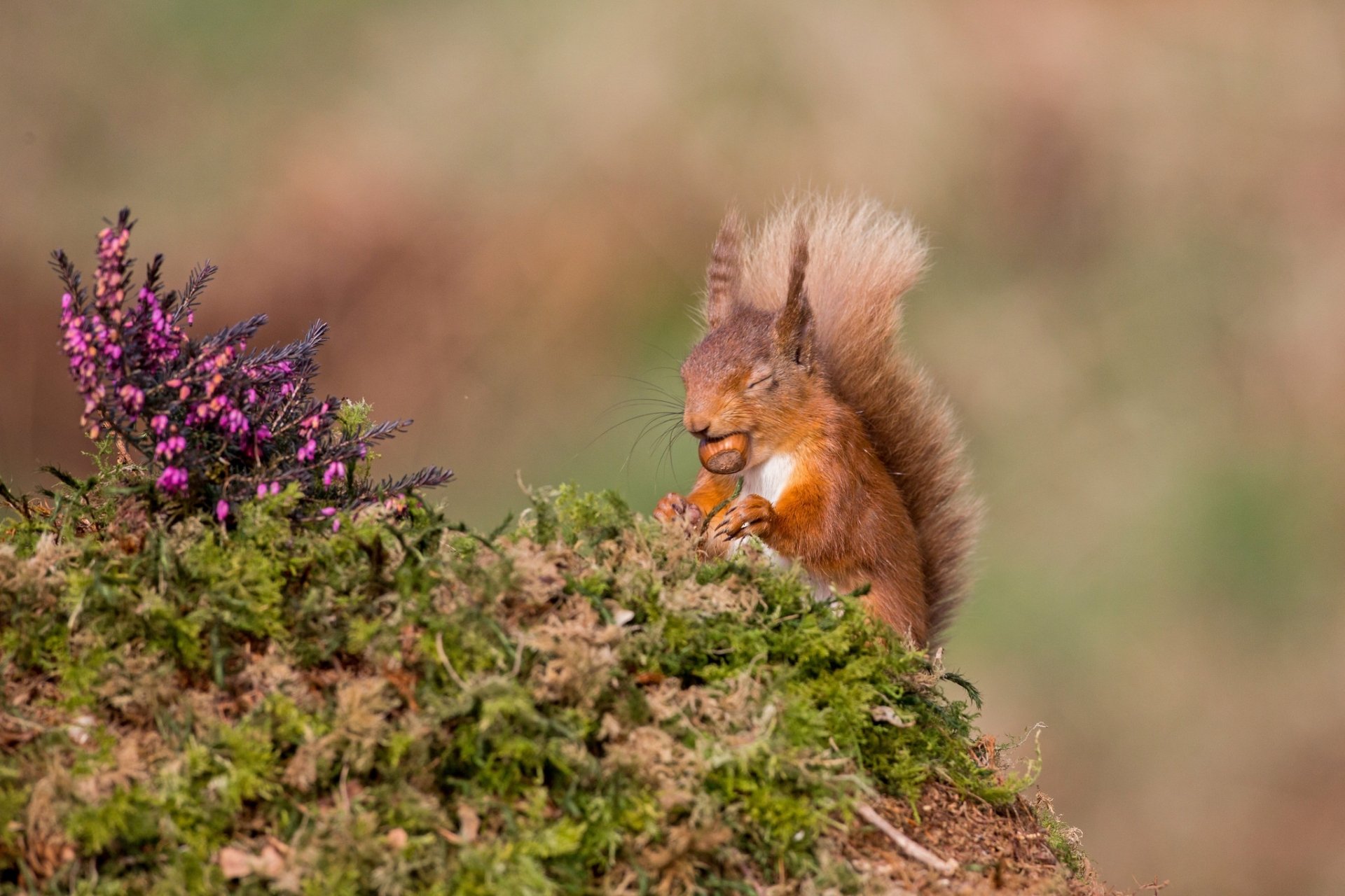 Download Close-up Rodent Animal Squirrel HD Wallpaper