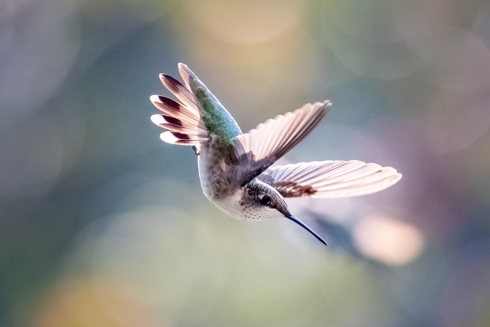 Download Bird Animal Hummingbird HD Wallpaper | 2048x1366 | Wallpaper Abyss