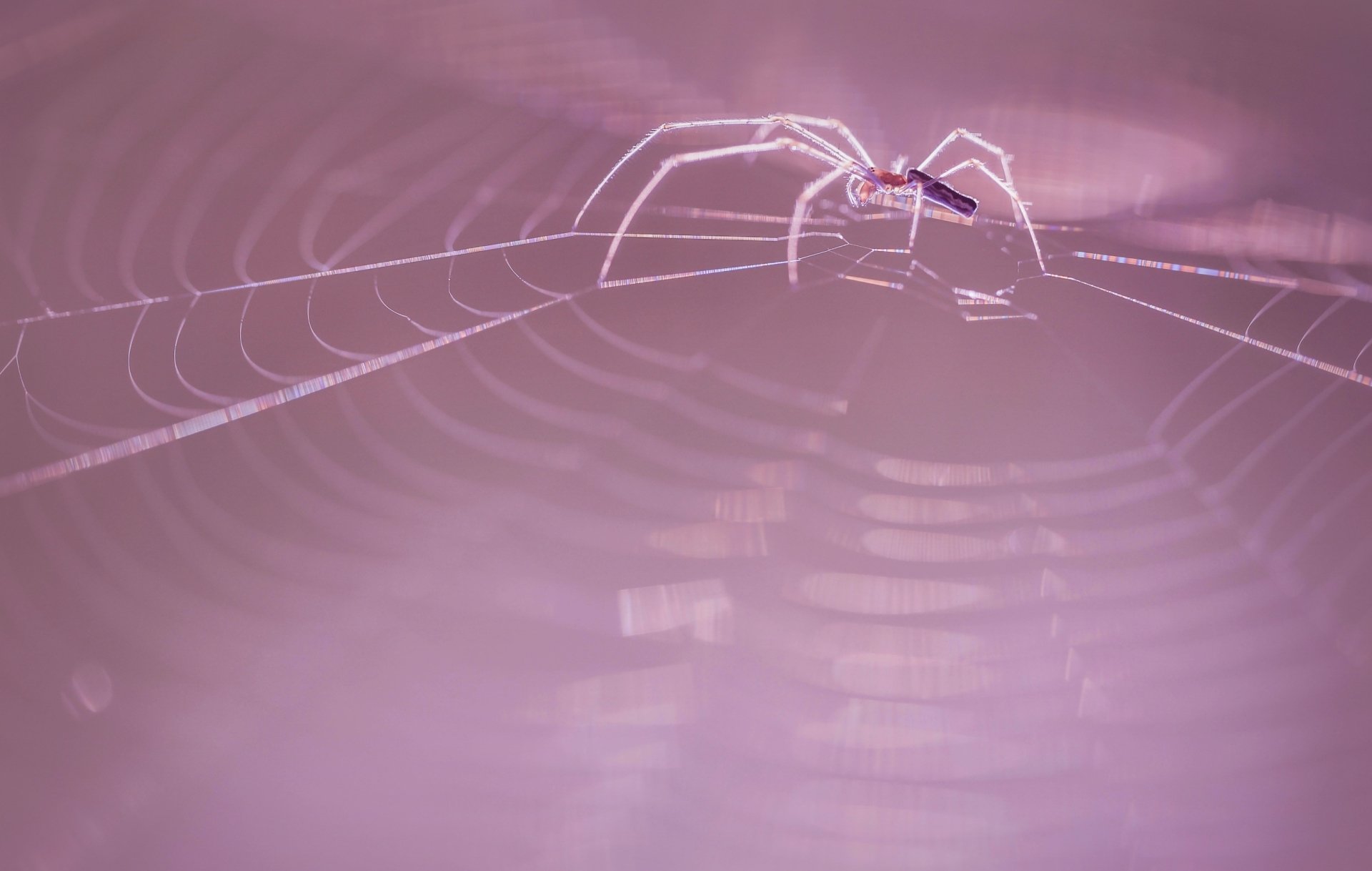 Download Spider Web Macro Animal Spider HD Wallpaper | 2691x1707 ...