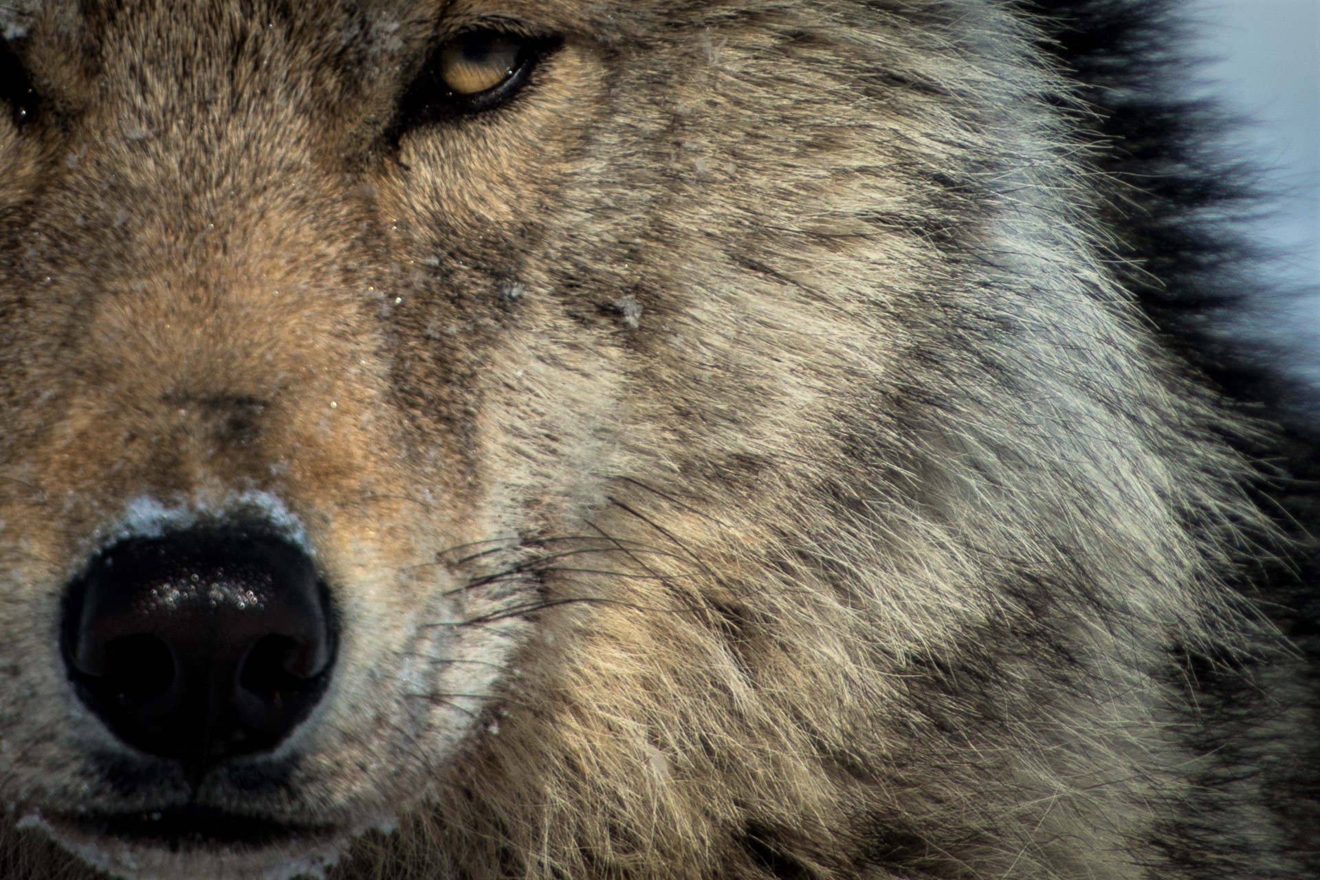 Download Close-up Face Animal Wolf HD Wallpaper