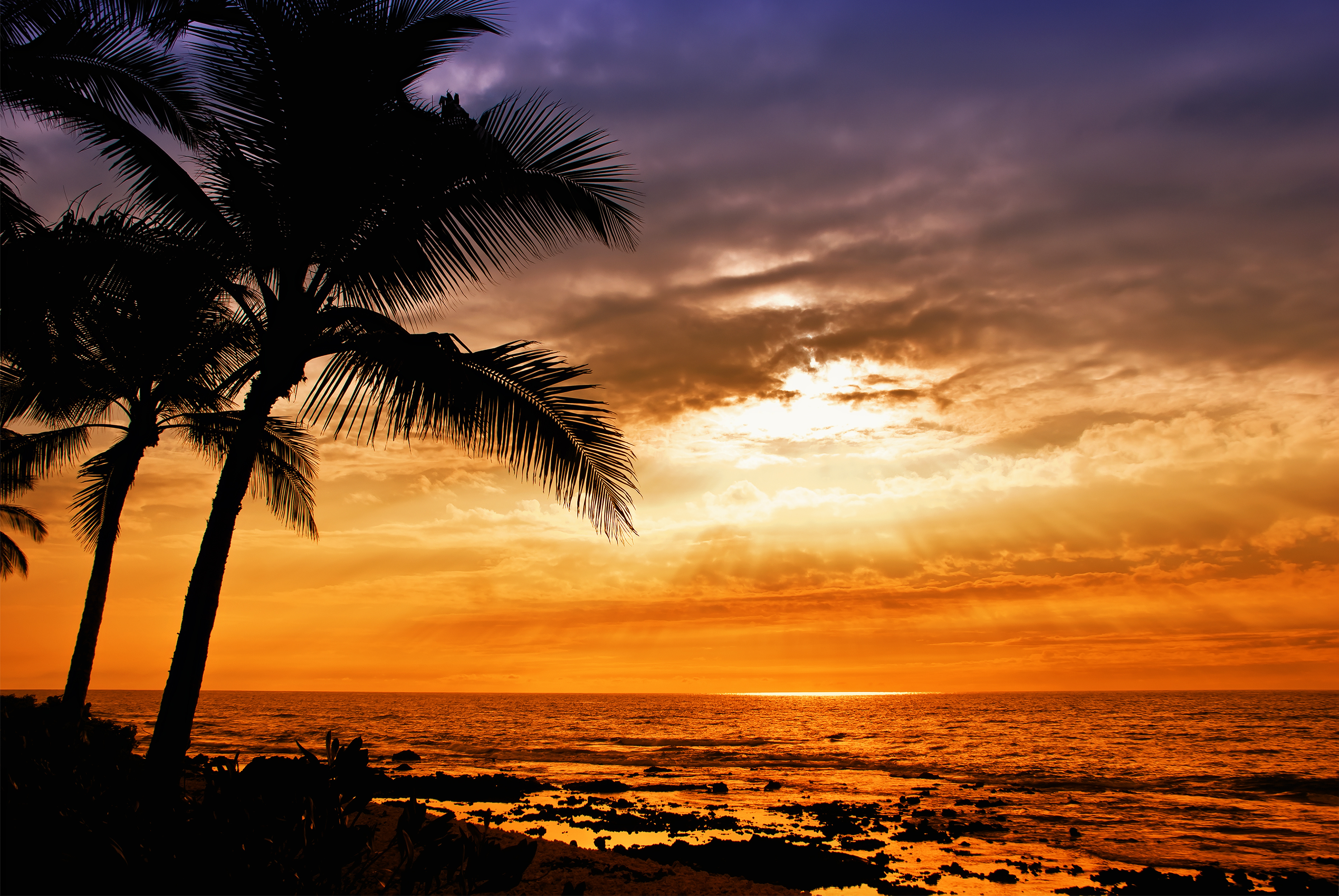 Download Sea Tree Sunrise Sunset Horizon Ocean Nature Palm Tree HD ...