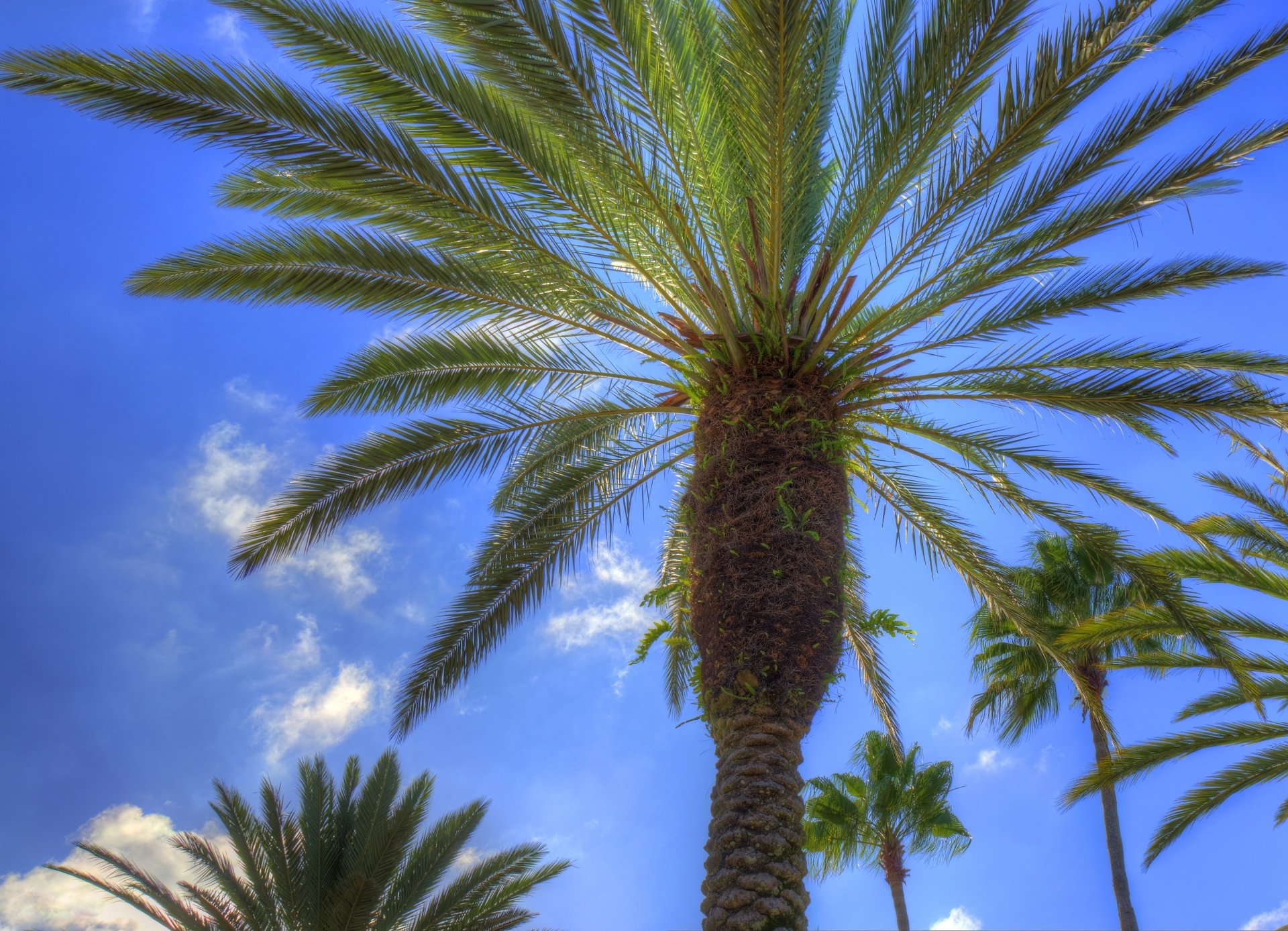Download Nature Palm Tree 4k Ultra HD Wallpaper