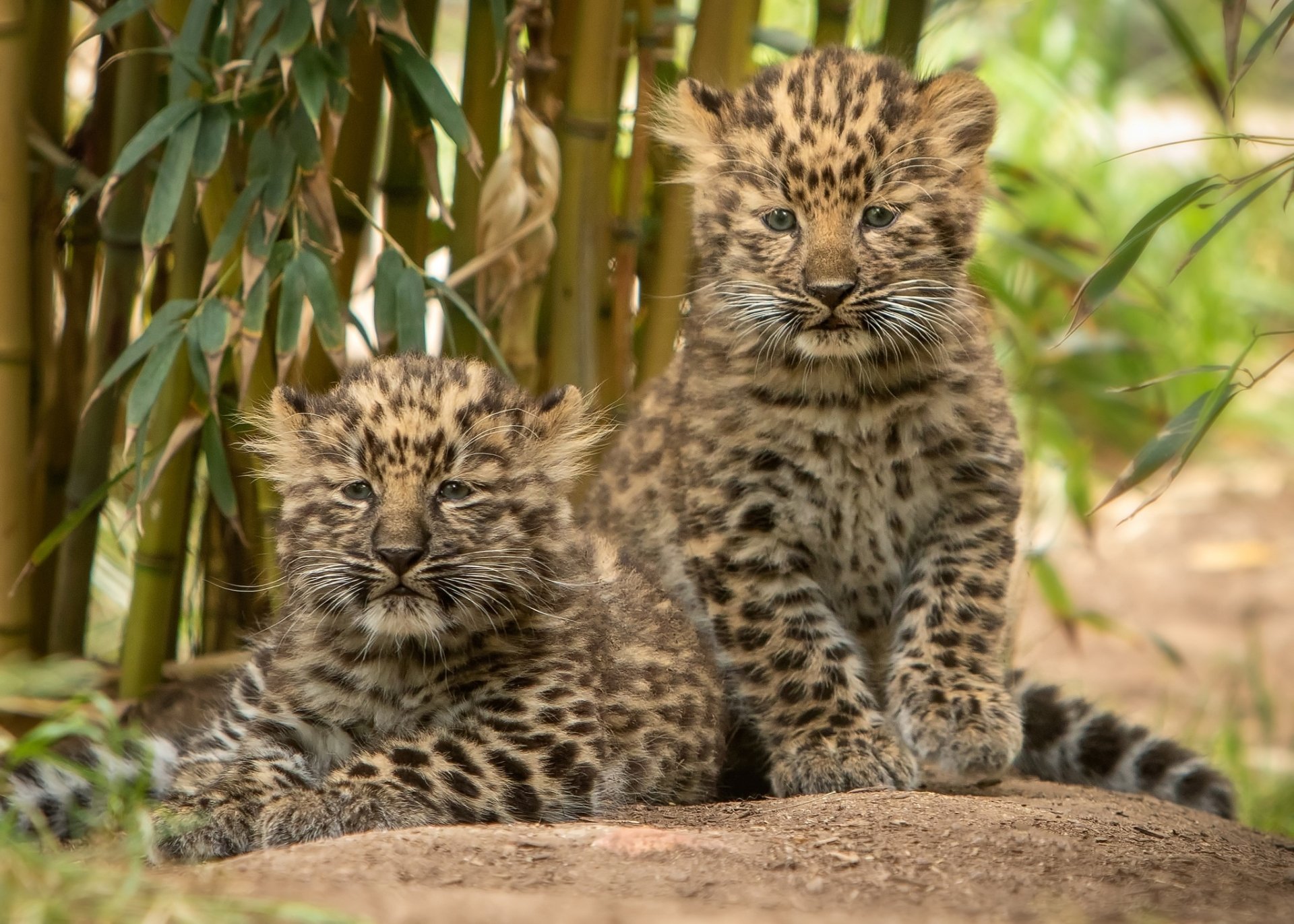 Majestic Leopard Cubs HD Wallpaper: Nature’s Adorable Wild Wonders