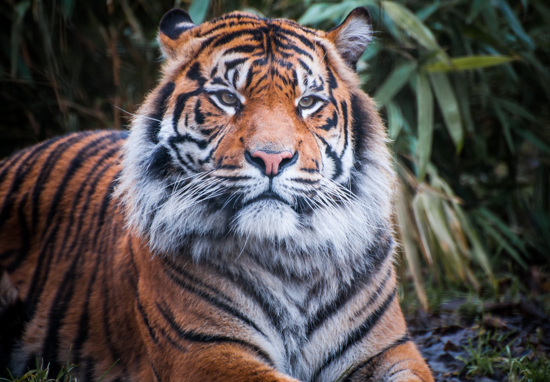 Download Animal Tiger 4k Ultra HD Wallpaper | 3881x2694 | Wallpaper Abyss
