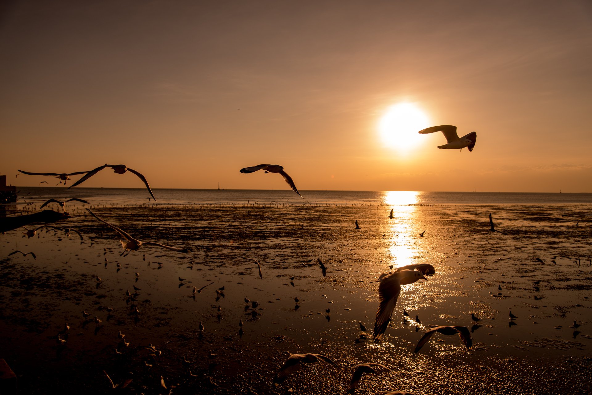 Download Sunset Animal Seagull 4k Ultra HD Wallpaper